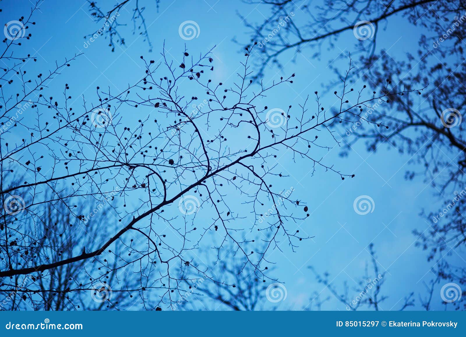 Beautiful Tree Branches Over the Blue Sky Stock Image - Image of ...