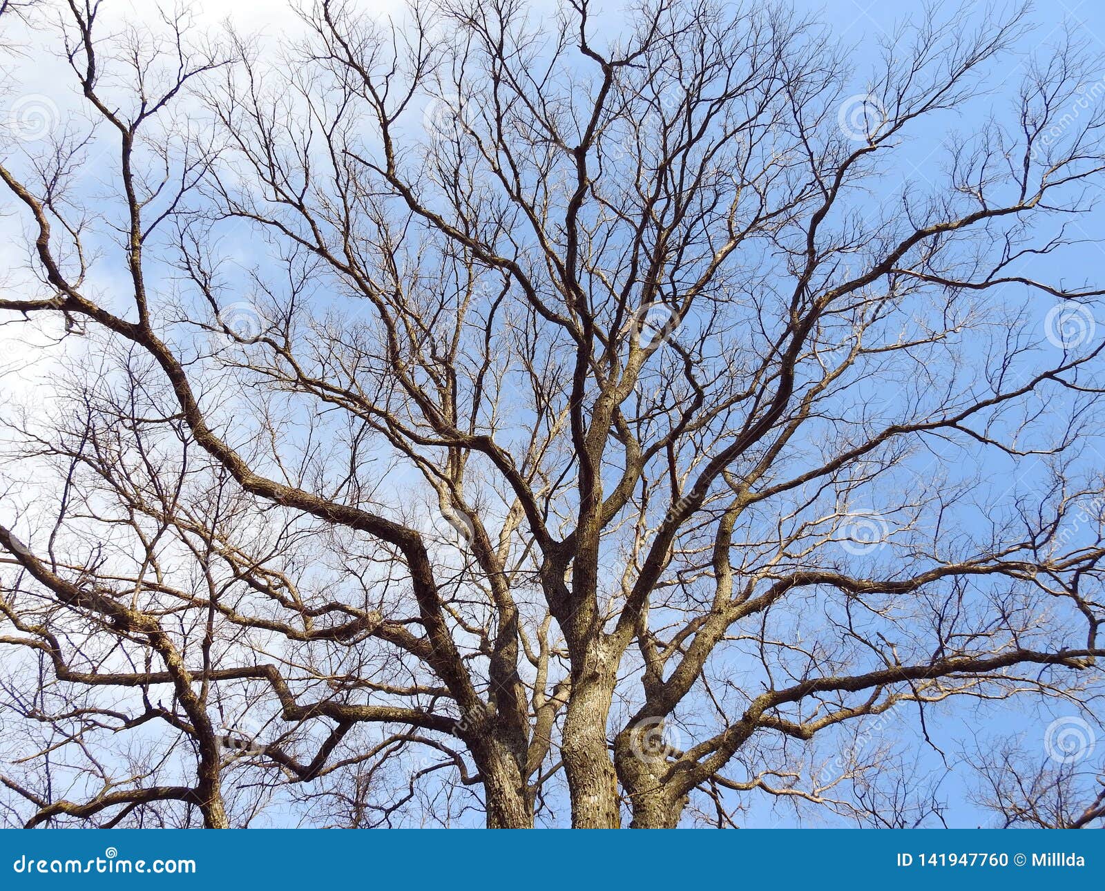 Beautiful Tree Branches in Spring, Lithuania Stock Photo - Image of ...