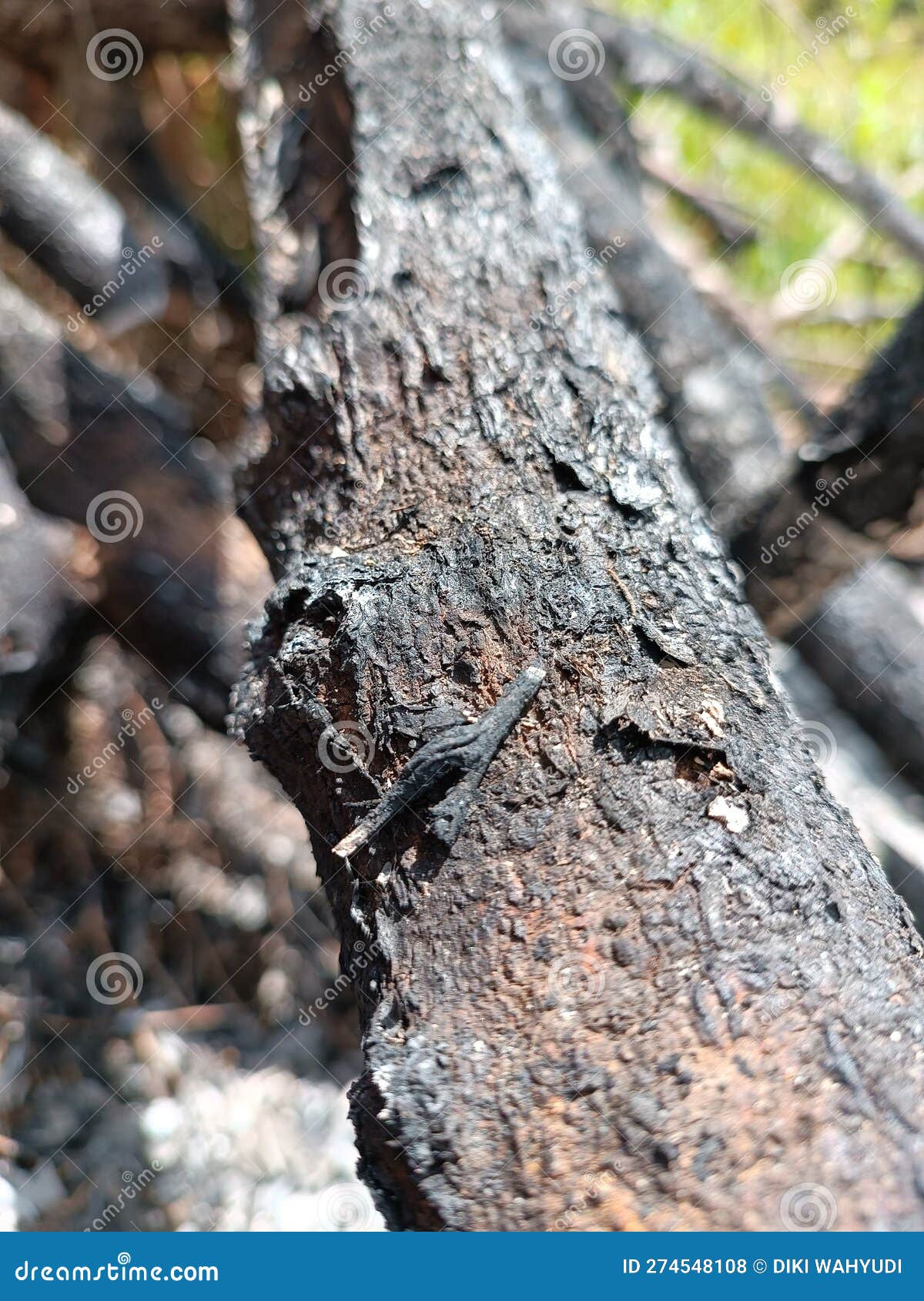 Beautiful Tree Branches To Look at Stock Photo - Image of branches ...