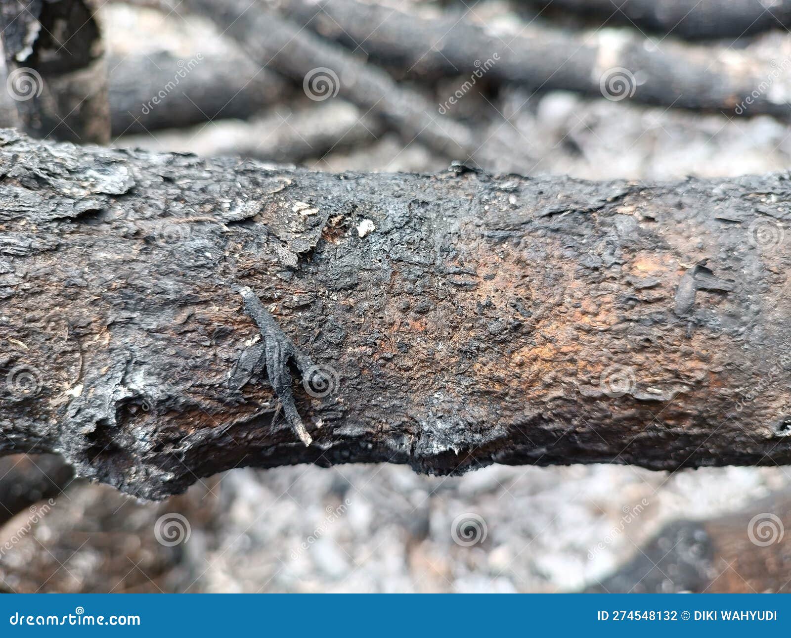 Beautiful Tree Branches To Look at Stock Photo - Image of beautiful ...