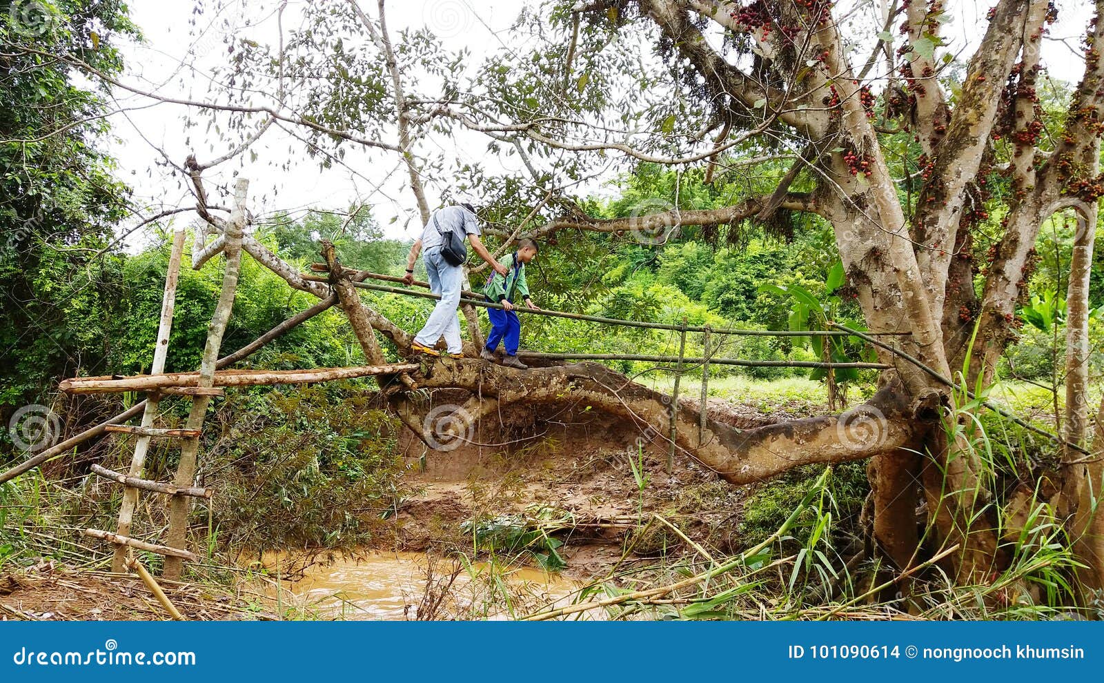Tree bridge editorial stock image. Image of treebridge - 101090614