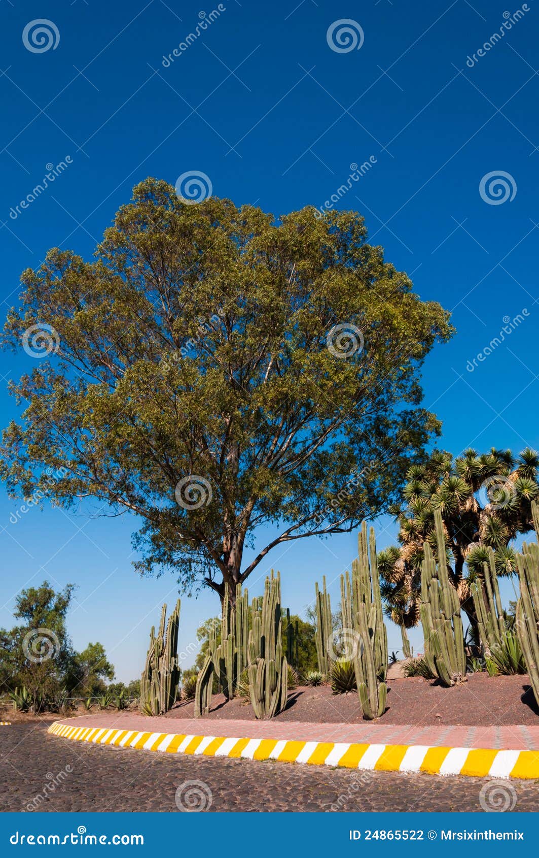 Beautiful Tree and Cactuses in Mexico City Stock Photo - Image of ...