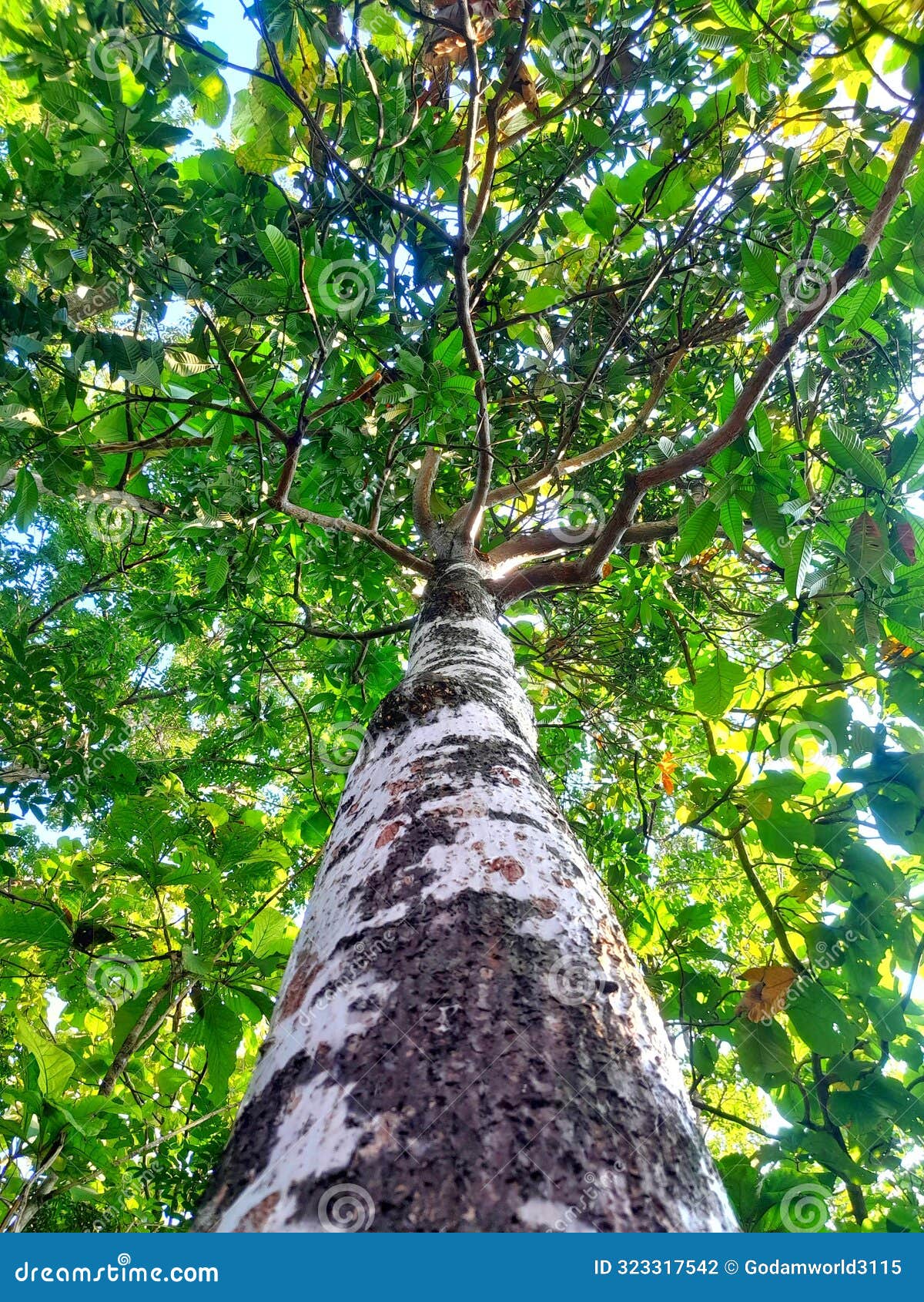 Beautiful Tree in Calming Light Colors Stock Photo - Image of ...