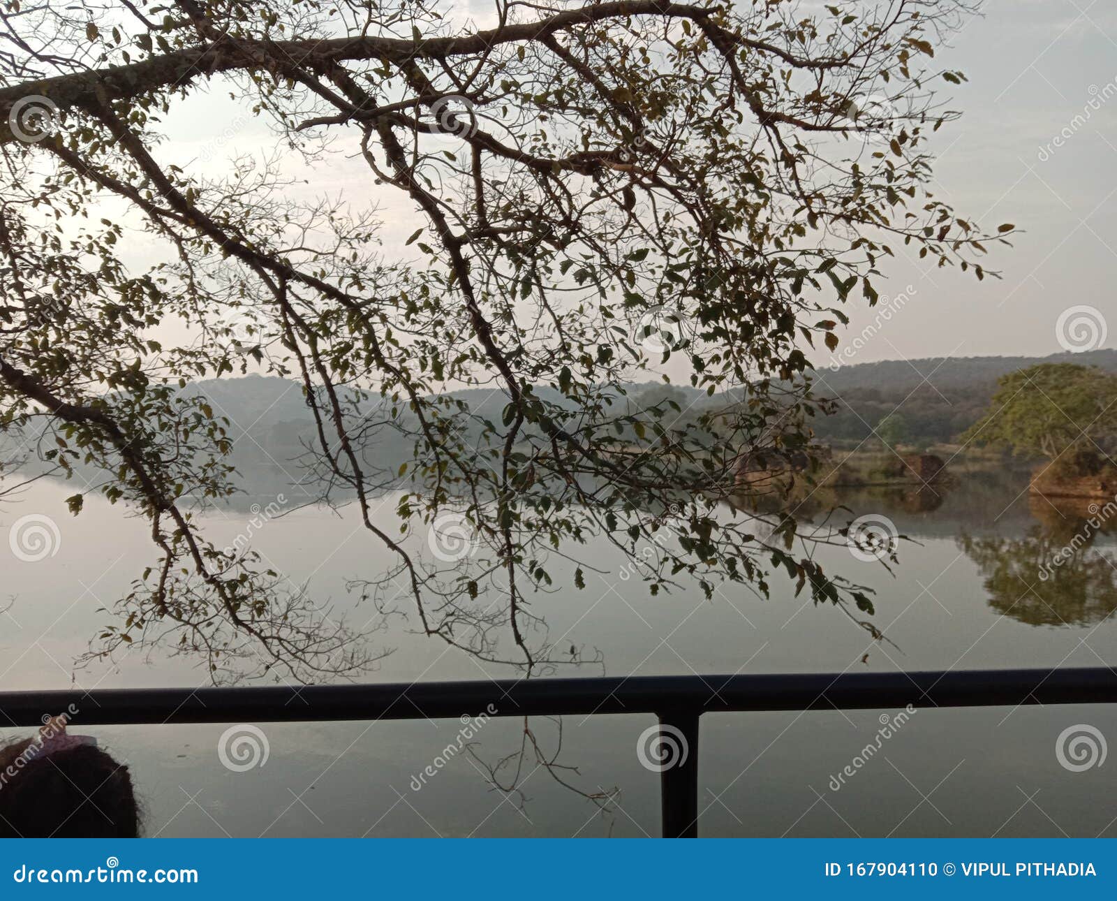 Beautiful Tree Capture with Background of Lake Clear Water Stock Photo ...