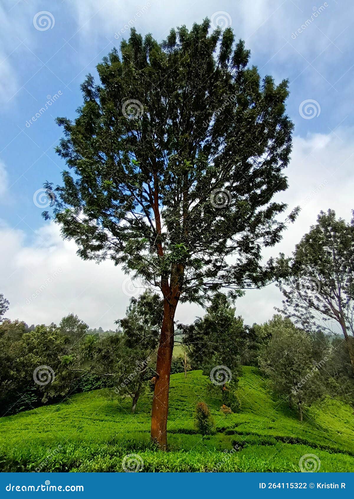 Beautiful Tree and Clear Sky Stock Photo - Image of tree, plantation ...
