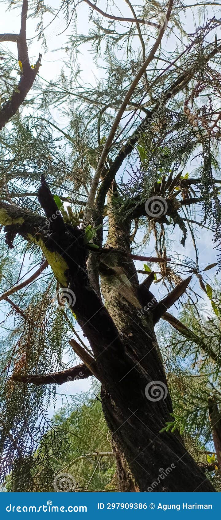 A Beautiful Tree with a Complex Trunk Stock Photo - Image of complex ...