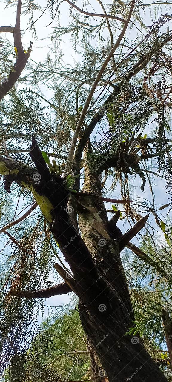 A Beautiful Tree with a Complex Trunk Stock Photo - Image of complex ...
