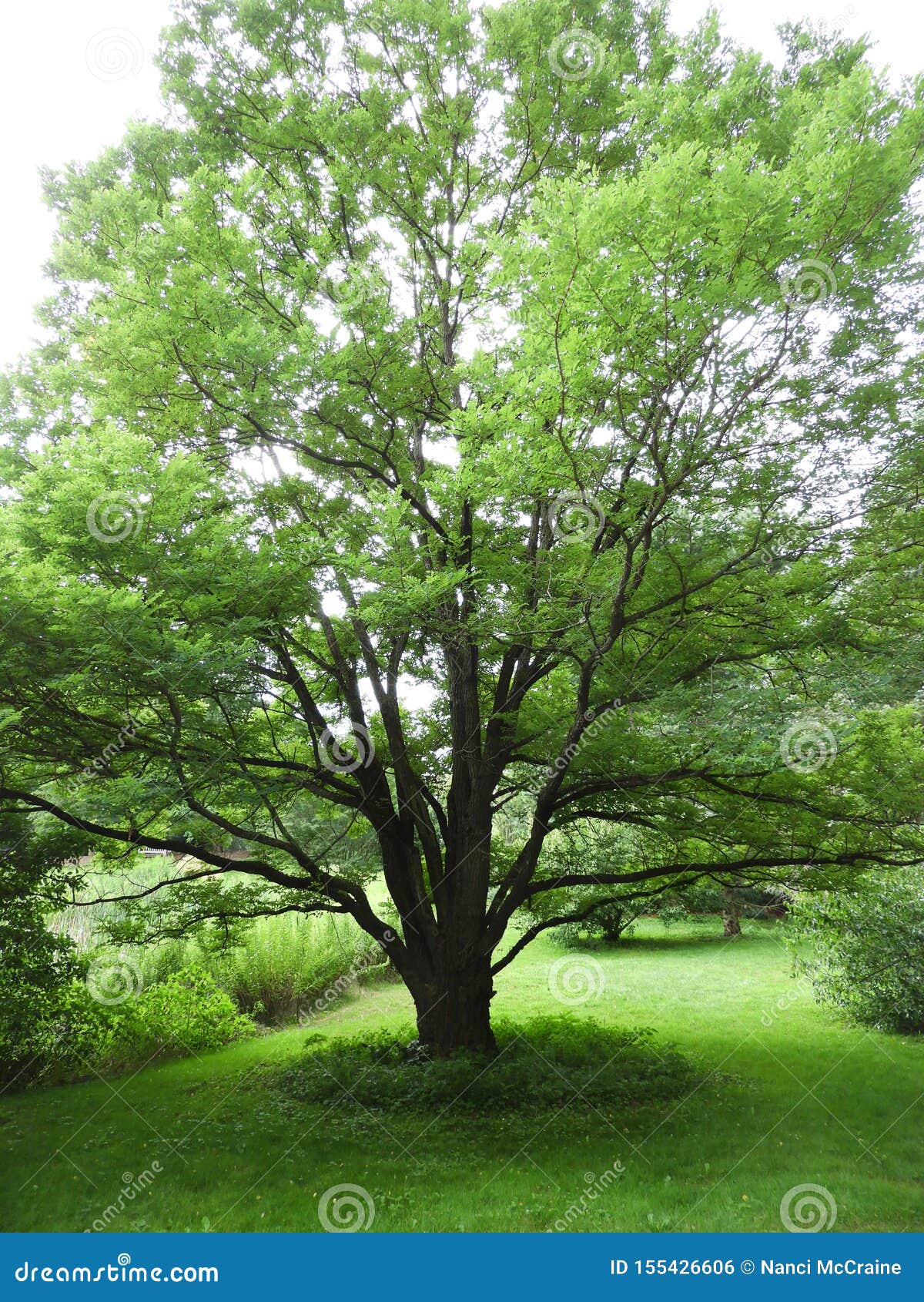 Beautiful Black Locust Tree at Cornell Botanical Gardens Stock Photo ...