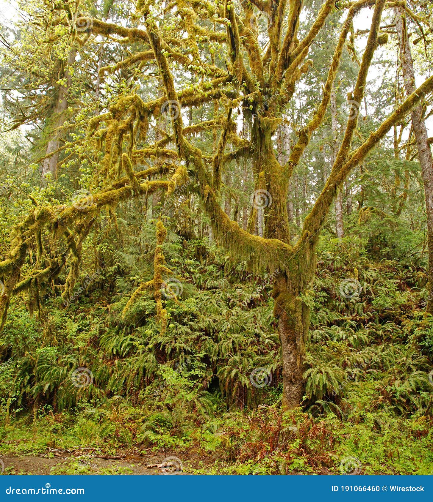 Beautiful Tree Covered with Moss in the Olympic National Park ...