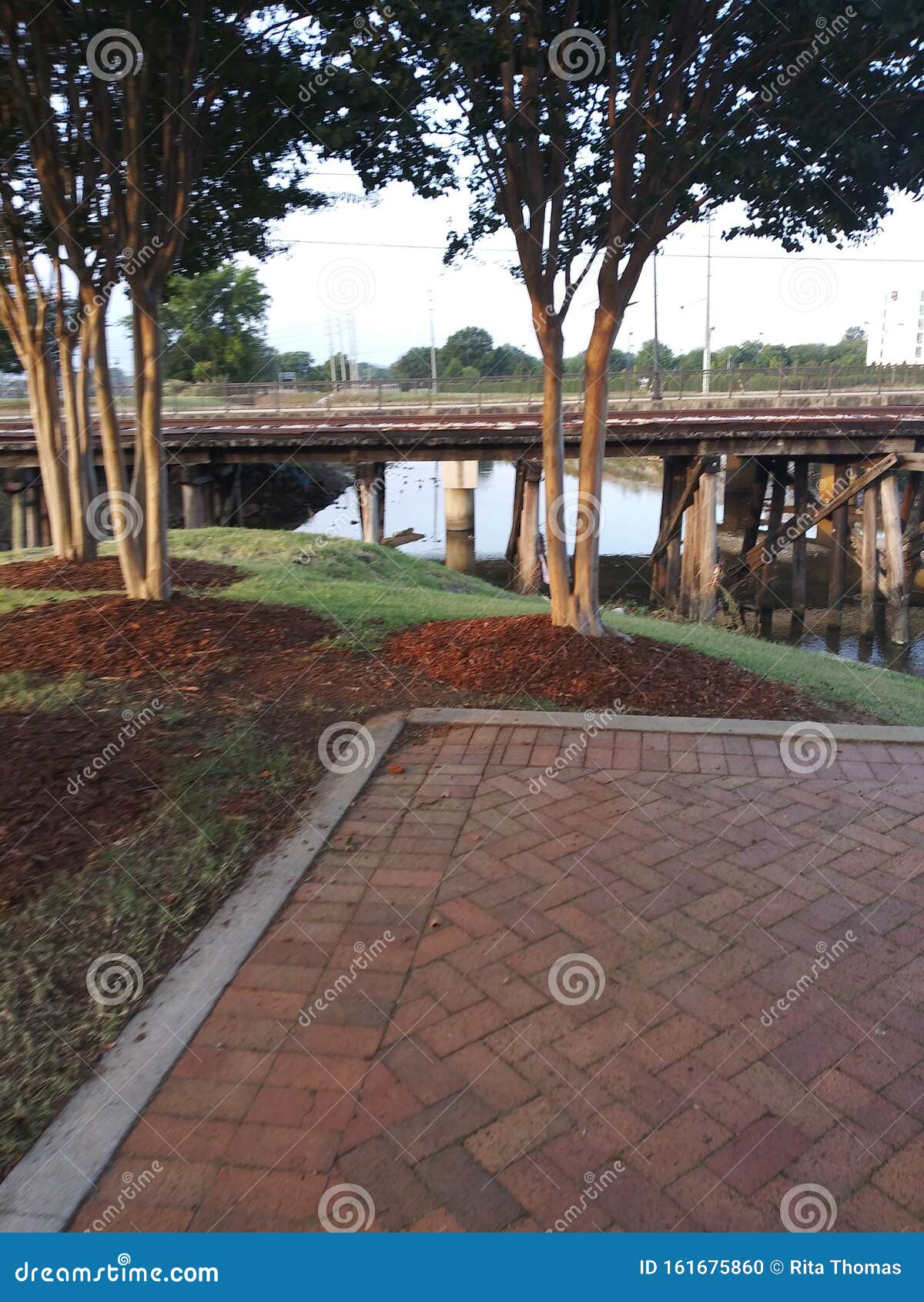 Beautiful Tree Crossing the Path of Train Track Stock Photo - Image of ...