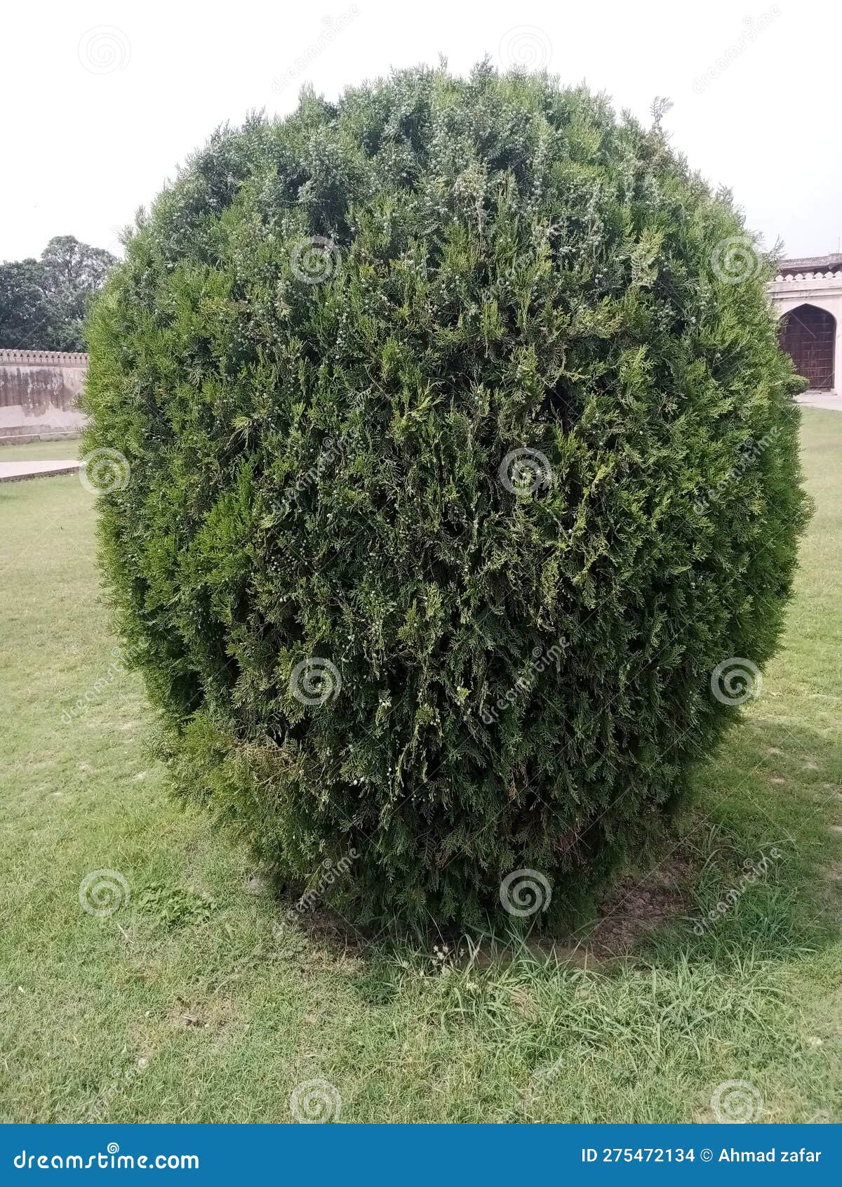 Beautiful Tree Cutting in Design Stock Photo - Image of cutting, design ...