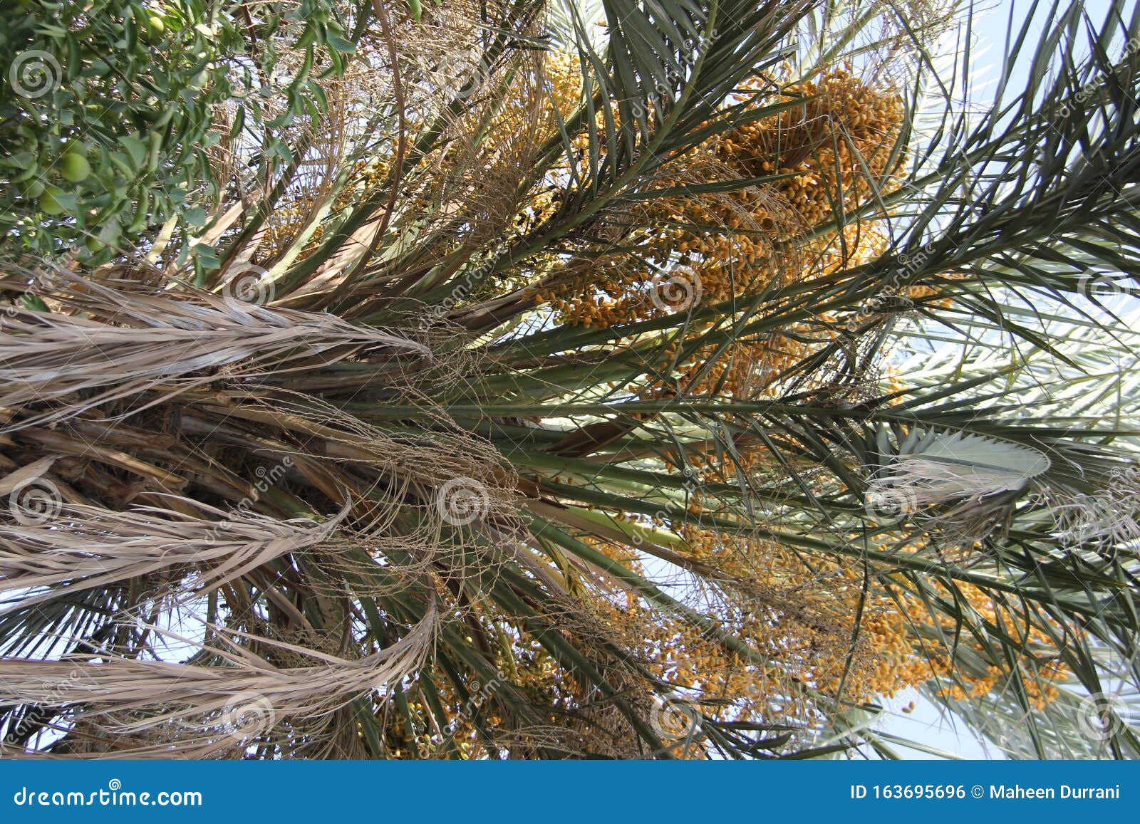 Beautiful tree of dates stock photo. Image of nature - 163695696