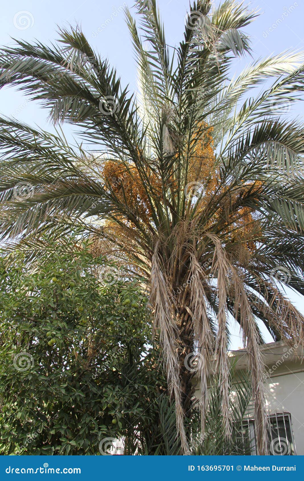 Beautiful tree of dates stock image. Image of beautiful - 163695701