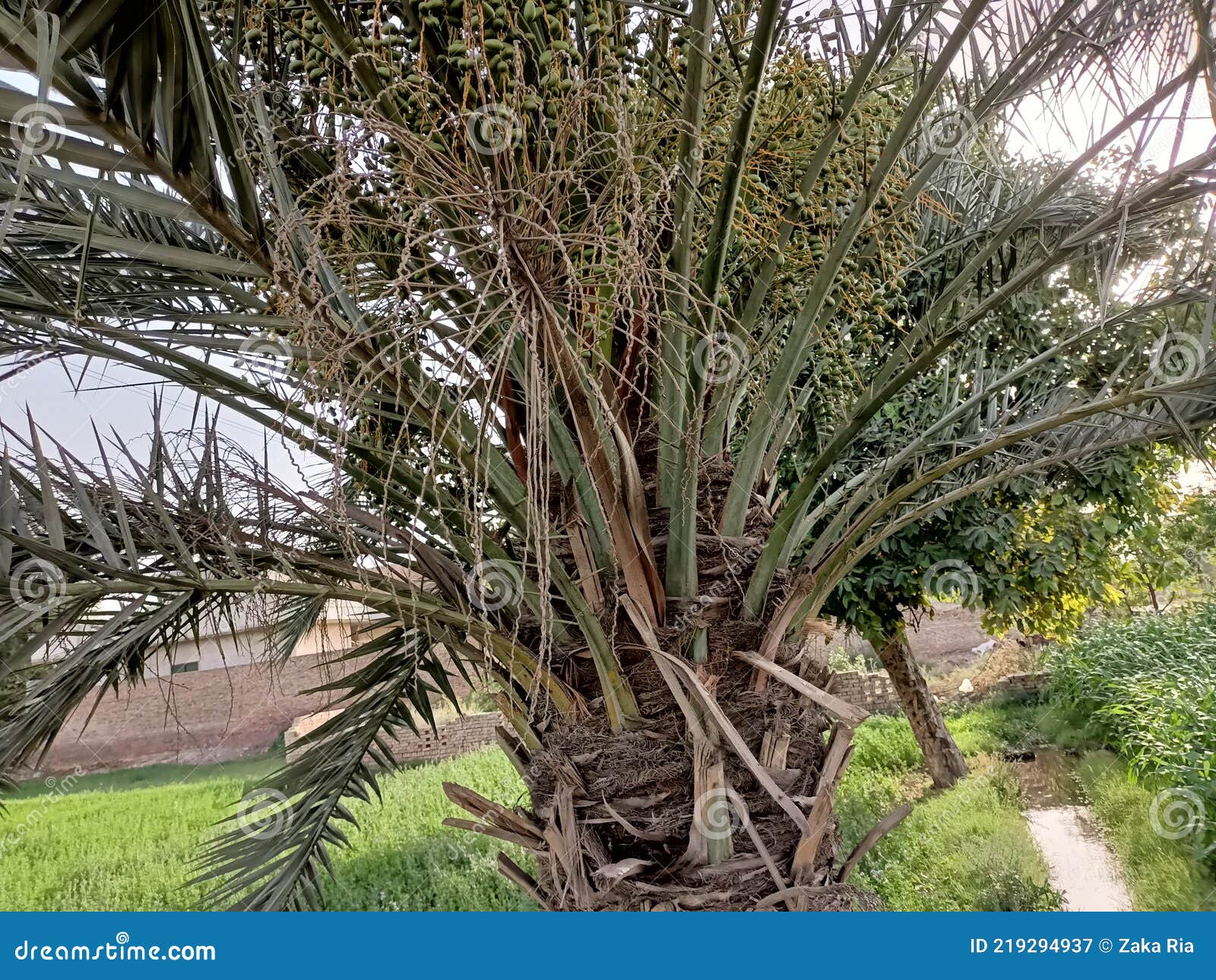Tree of dates stock image. Image of plantation, agriculture - 219294937