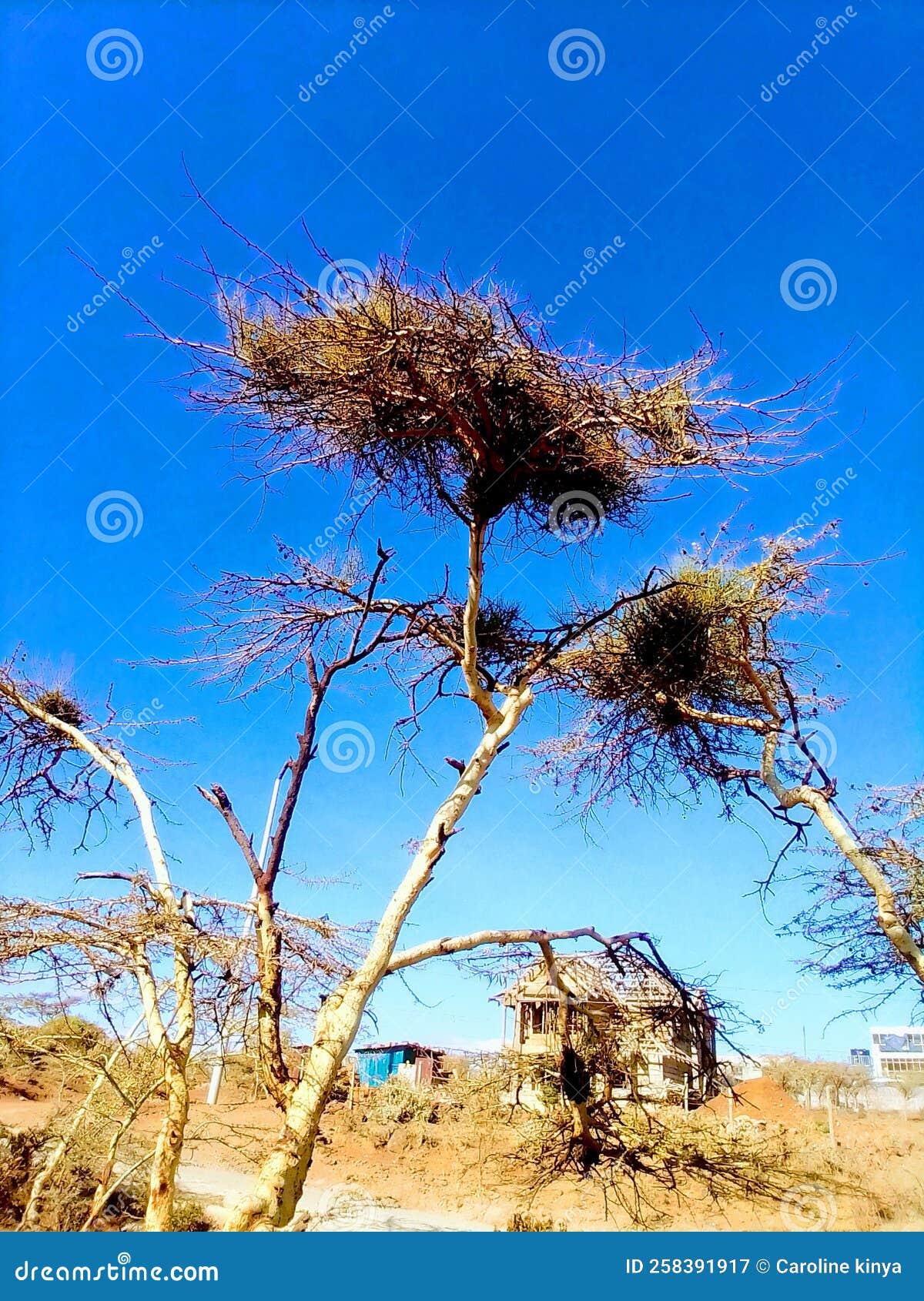 Beautiful Tree in the Desert with Constructions on the Background ...