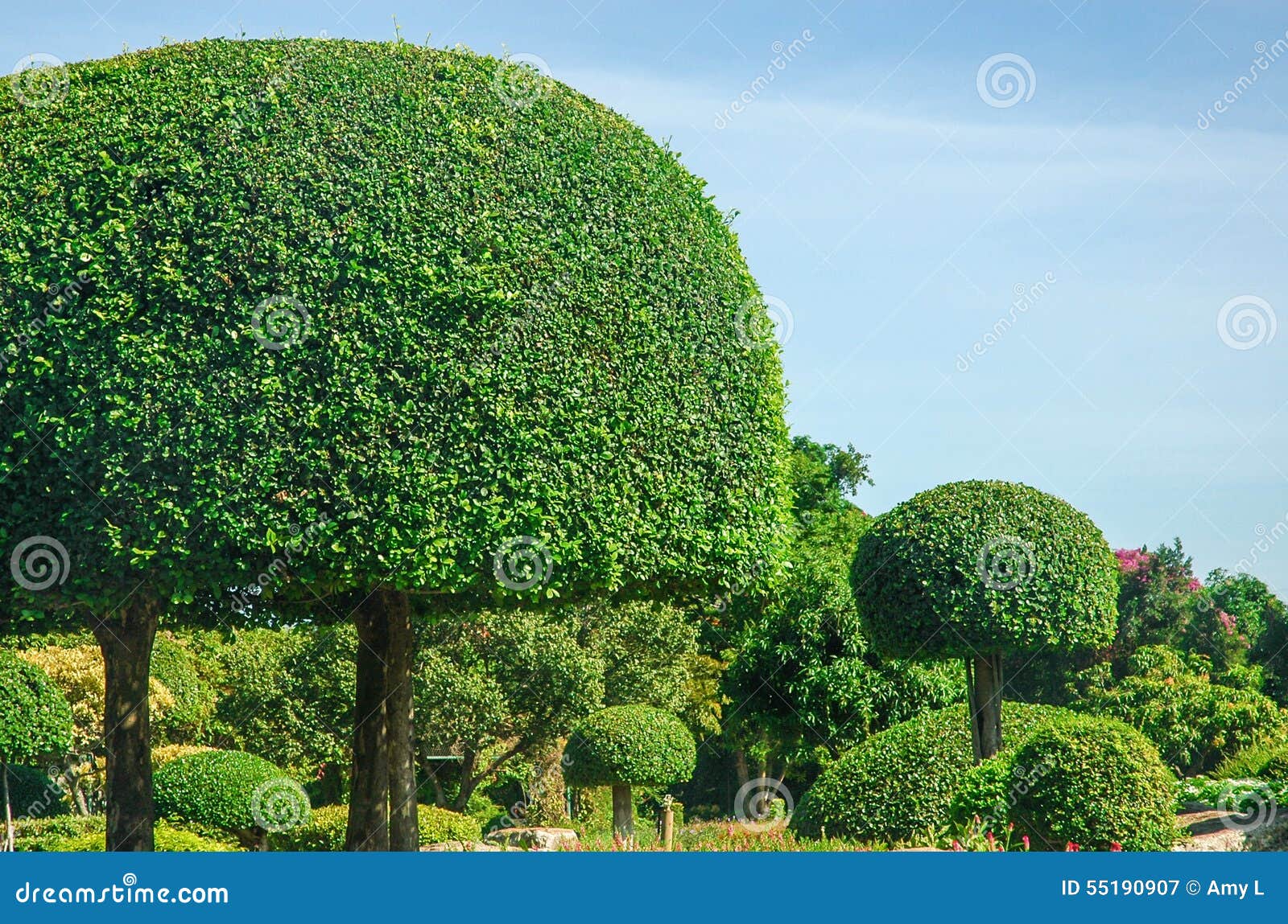 Beautiful Tree Design in Garden Stock Image - Image of garden, tree ...