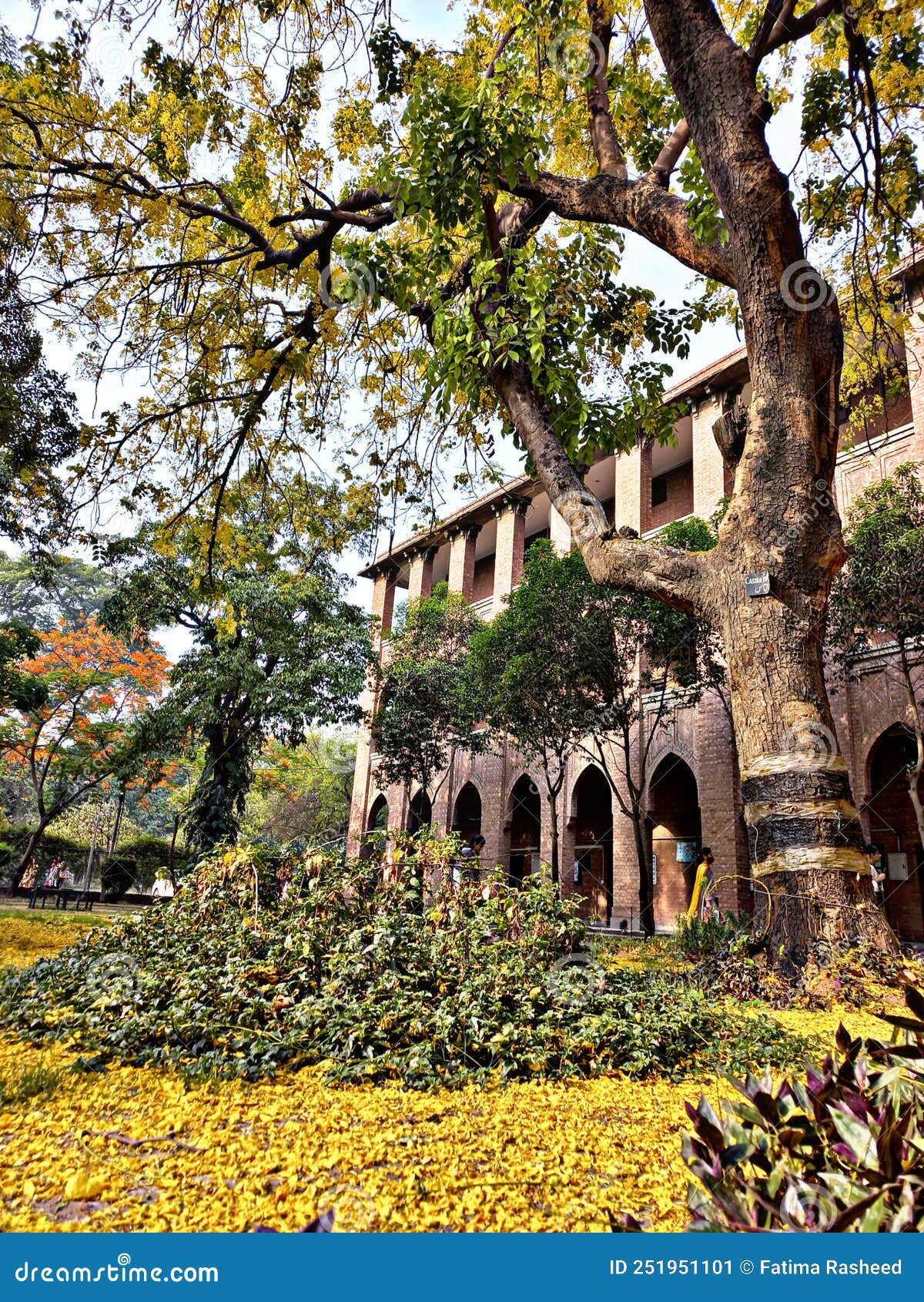 Picture of a Tree with Yellow Leaves Spread All Over the Ground.the ...