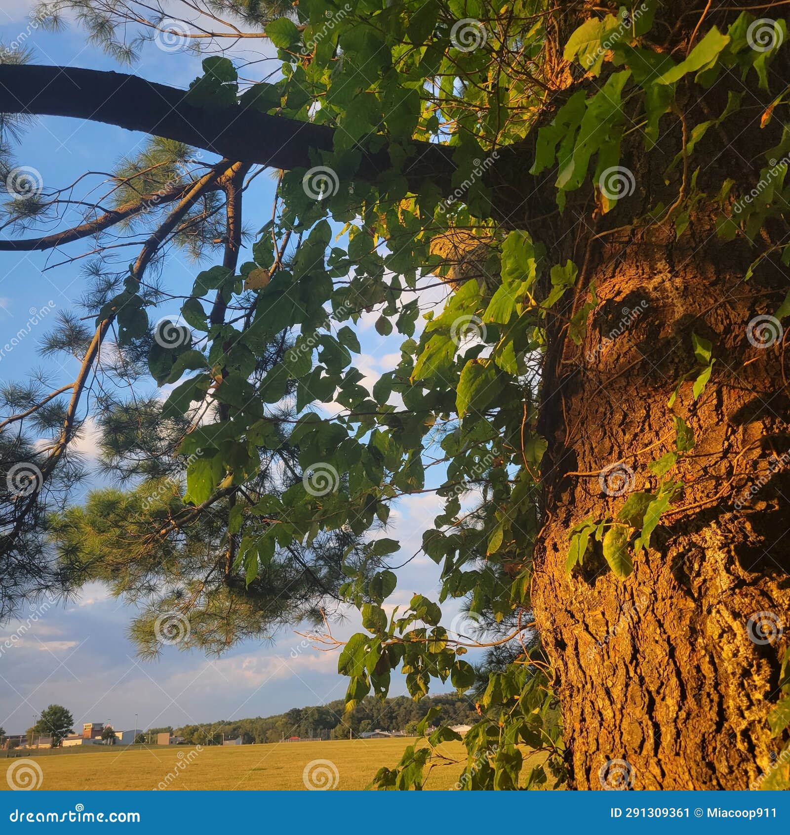 Beautiful Tree Face with Vines Photograph Stock Image - Image of ...