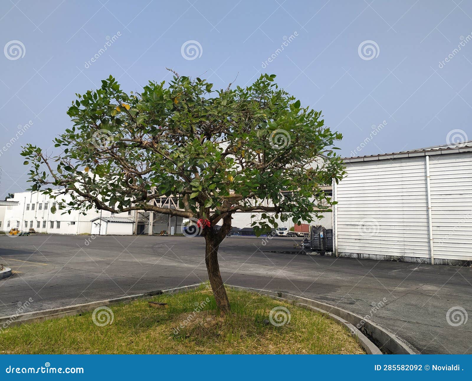 A Beautiful Tree in Factory Stock Photo - Image of beautiful, outside ...