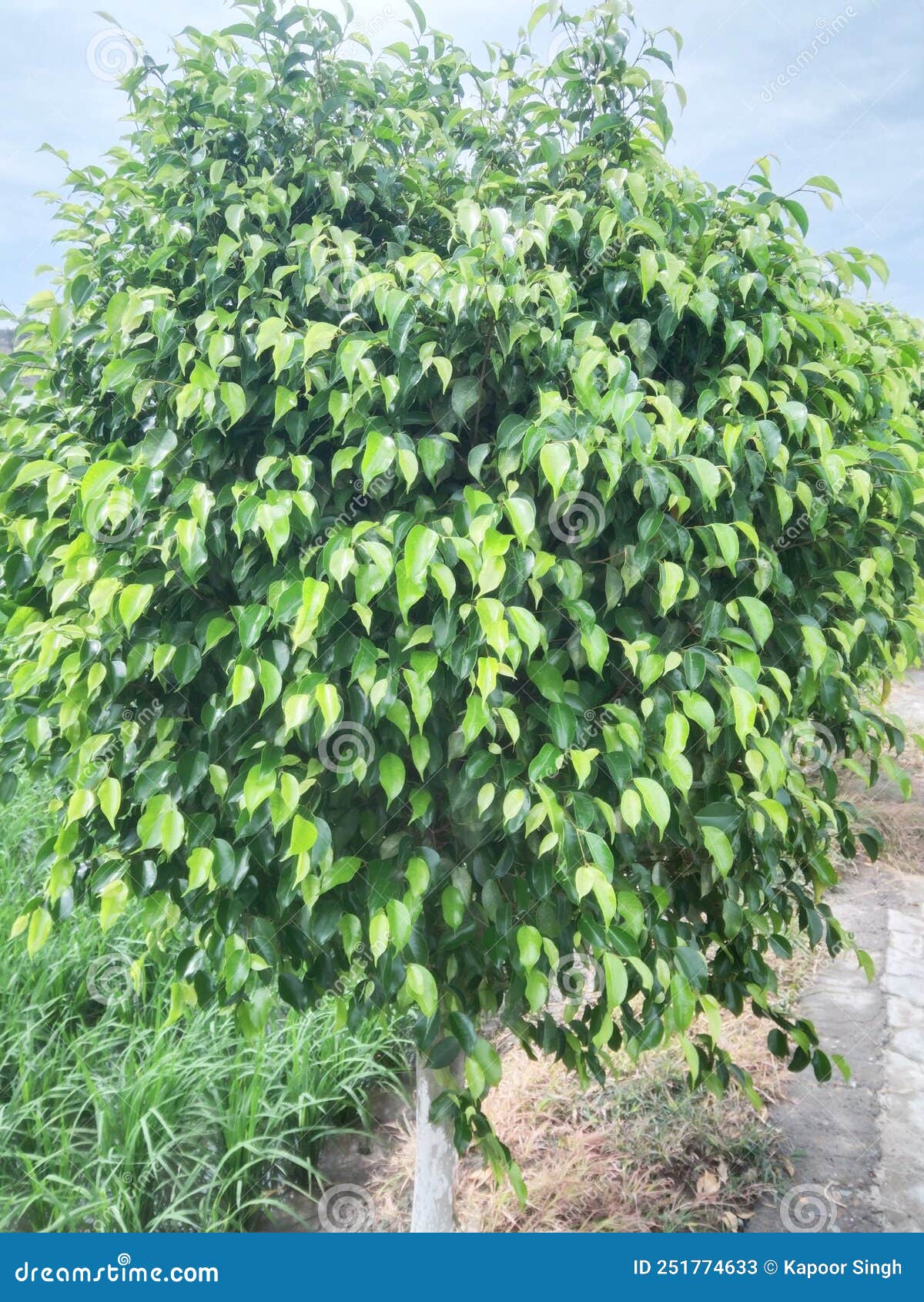 Beautiful Tree of Ficus Benjamina Stock Image - Image of ficus ...