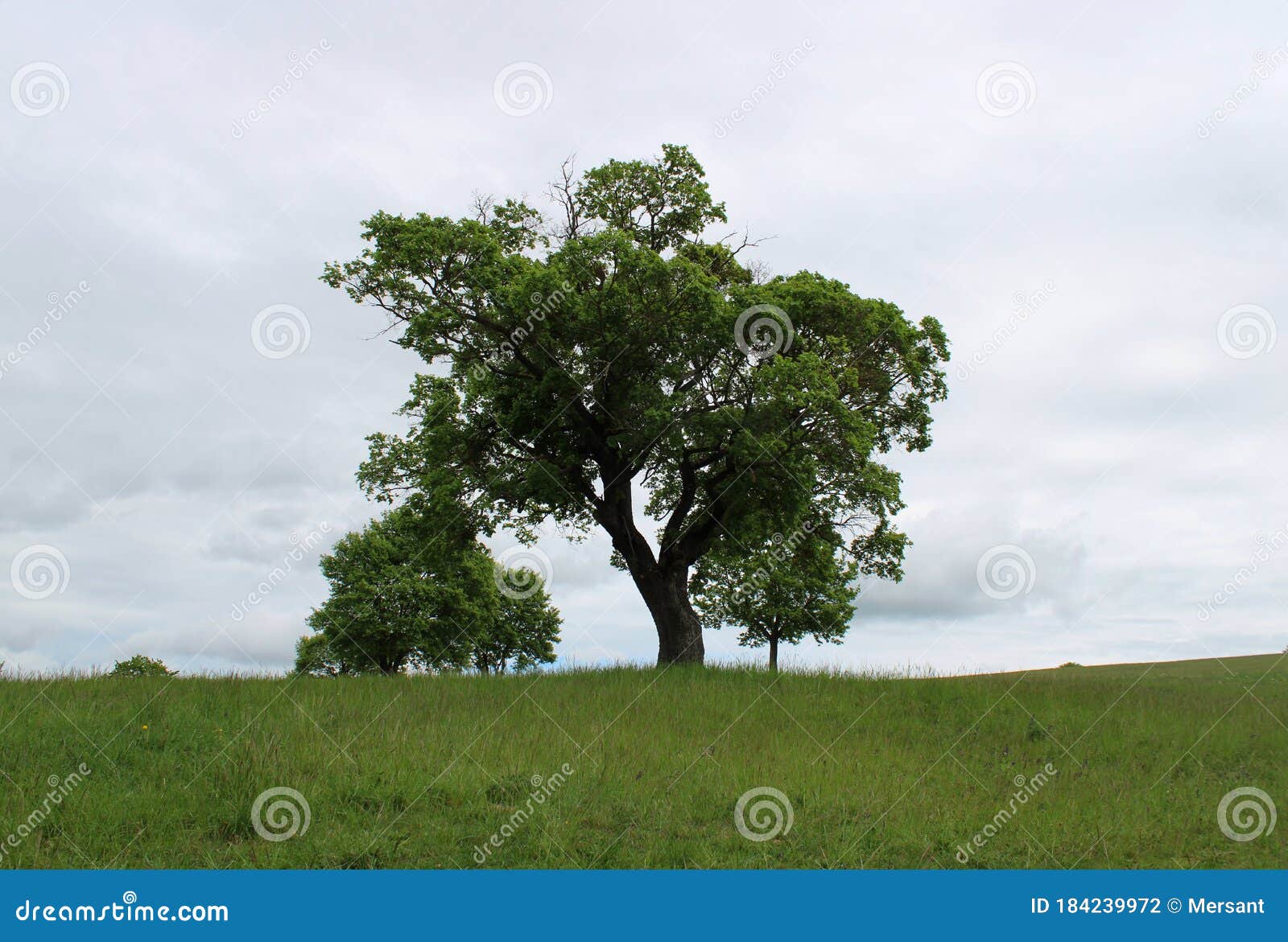 Beautiful tree in a field stock photo. Image of hungary - 184239972
