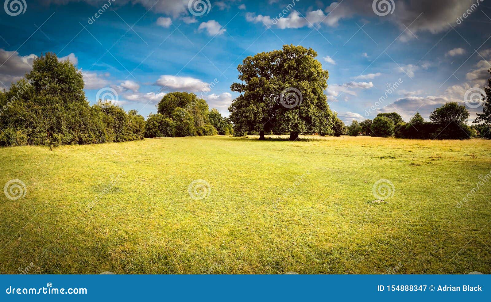 Beautiful tree on fields stock image. Image of tree - 154888347