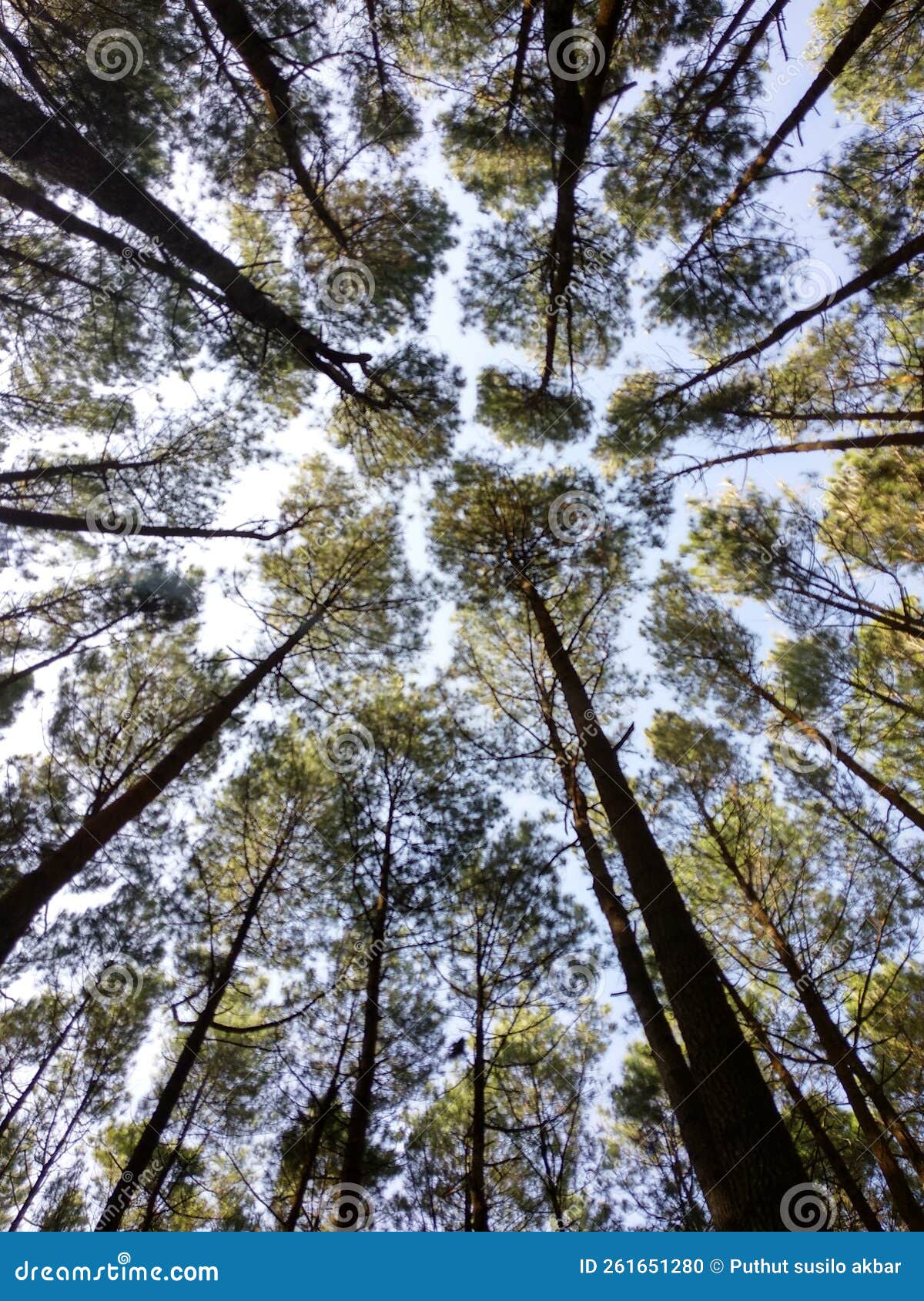 Beautiful Tree Flock Bottom Up View Stock Photo - Image of bottom, tree ...