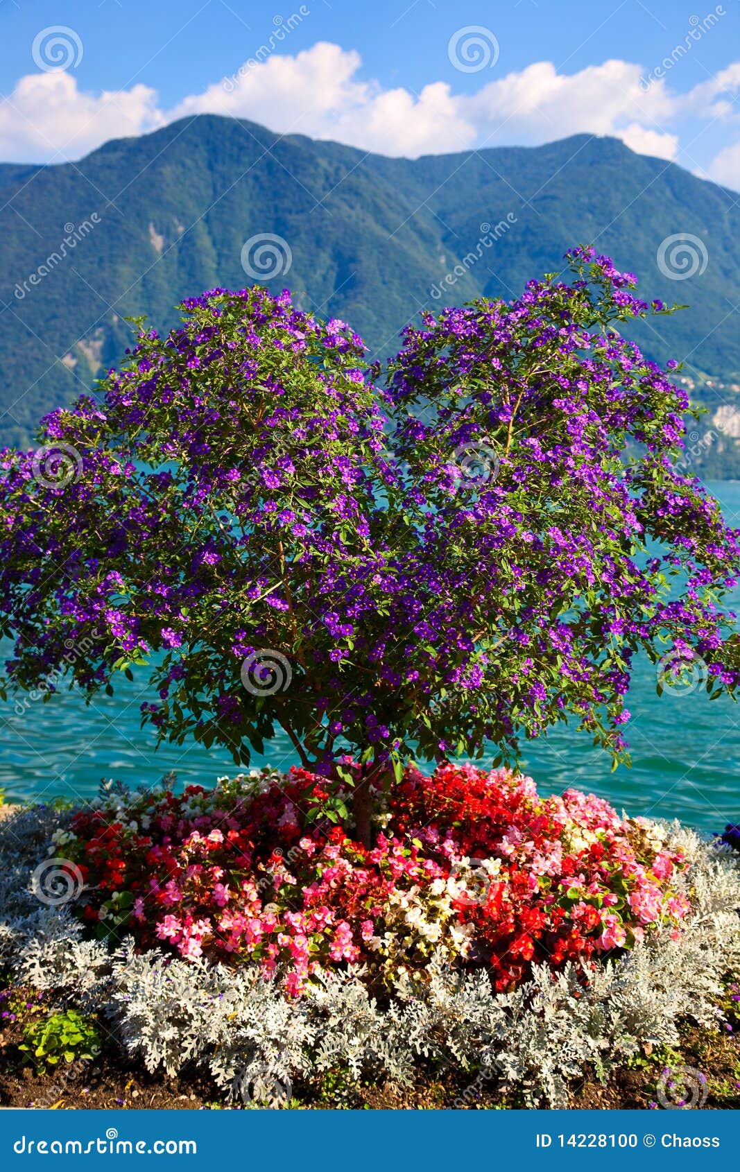 Beautiful Tree with Flowers Stock Photo - Image of beautiful, plant ...