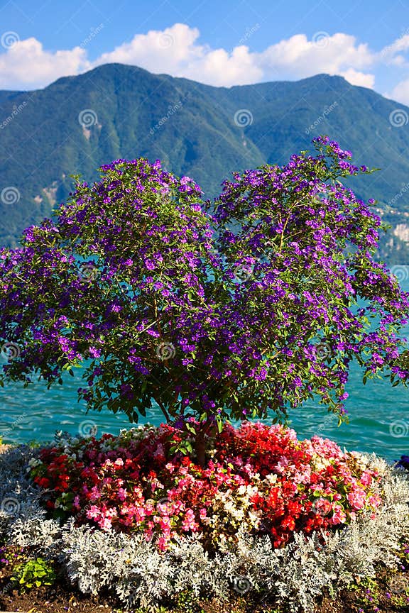 Beautiful Tree with Flowers Stock Photo - Image of beautiful, plant ...