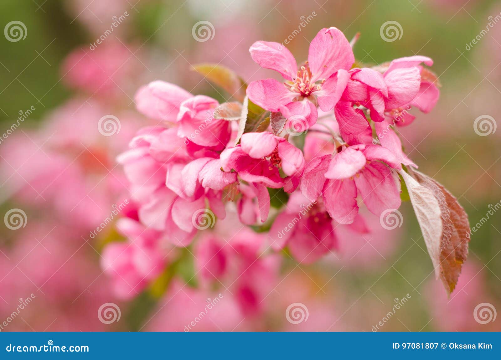 Beautiful Tree Flowers Background Stock Image - Image of summer, plant ...