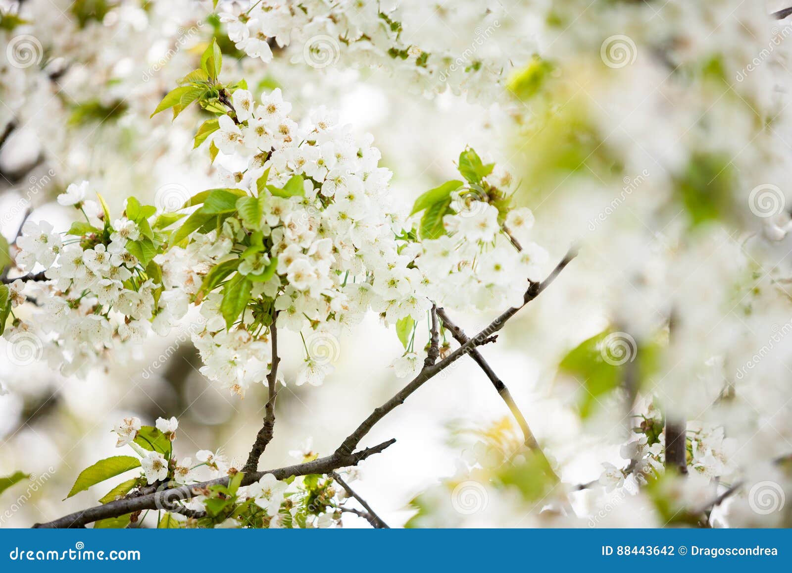 Beautiful Tree Flowers in Blossom Stock Photo - Image of blossom ...