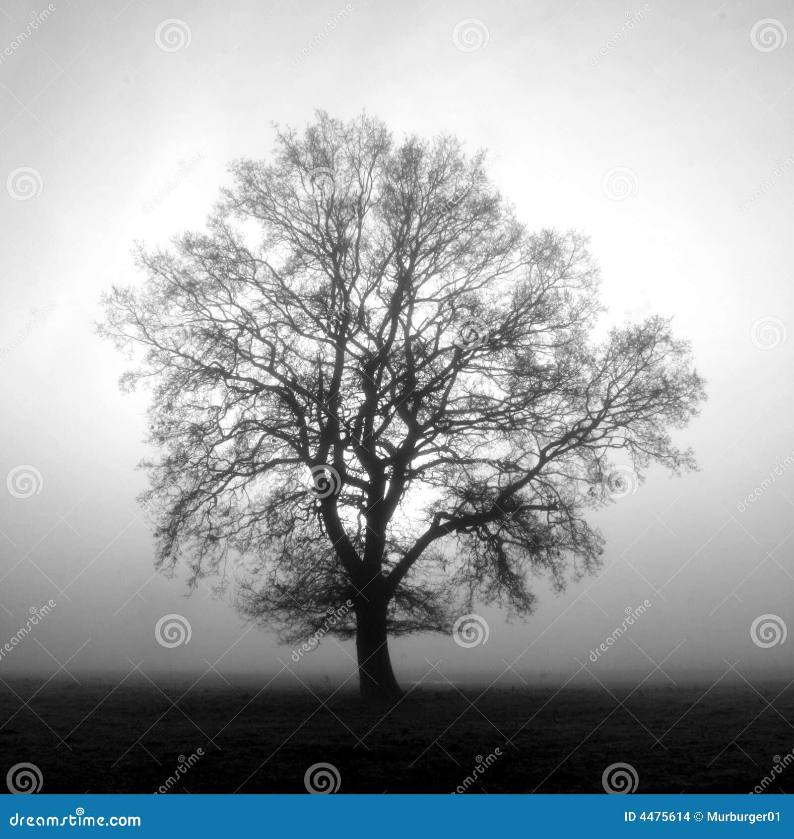 A Beautiful Tree on a Foggy Morning Stock Photo - Image of black, field ...