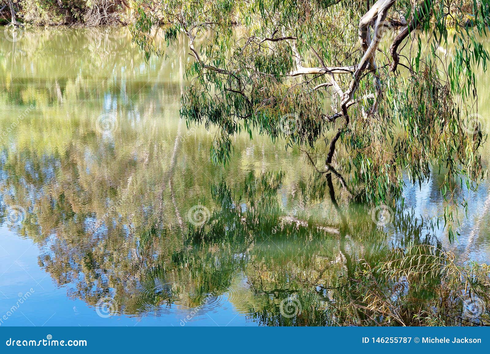 Still Water River Tree Reflections Stock Image - Image of beauty, river ...