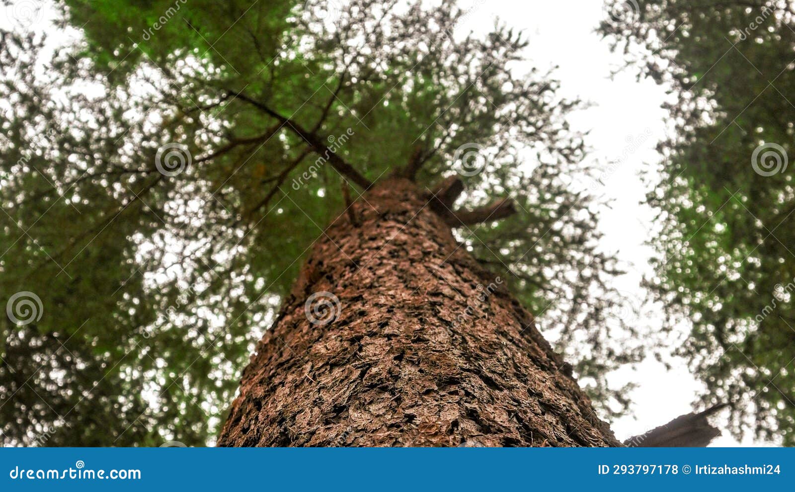 Beautiful Tree in the Forest, SWAT Stock Photo - Image of house ...