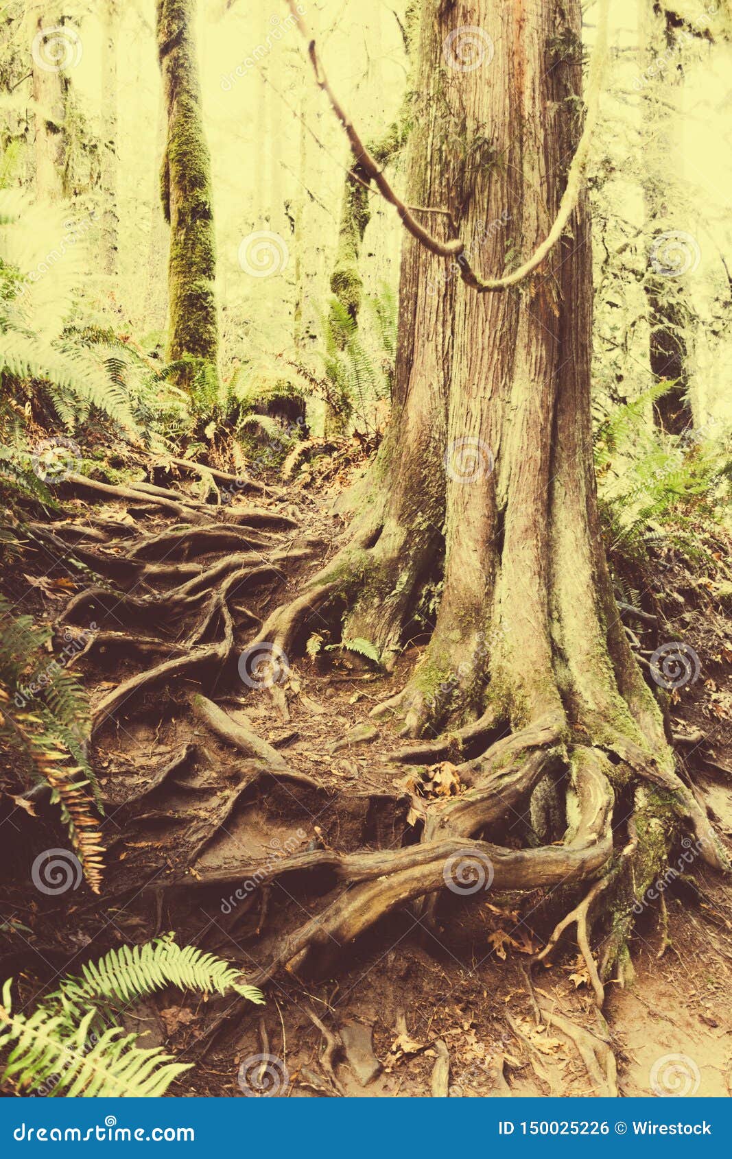 Beautiful Tree in a Forest with Visible Roots Coming Out of the Ground ...
