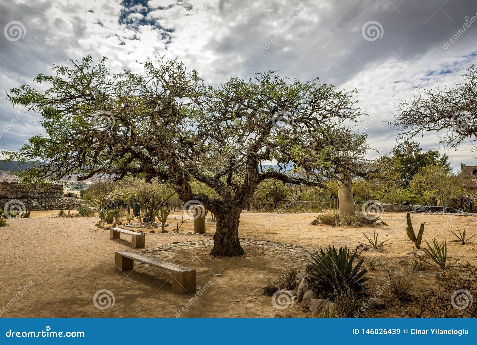 Beautiful Tree in the Garden of the Archeological Site of Mitla, Mexico ...