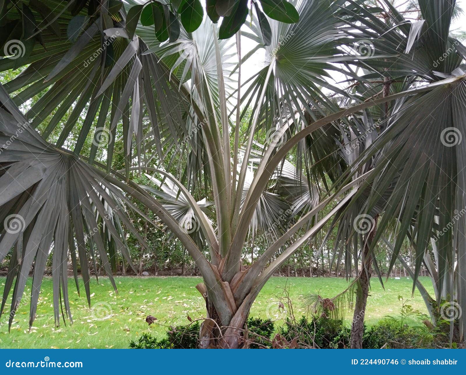 The Beautiful Tree in the Garden in Pakistan Stock Photo - Image of ...