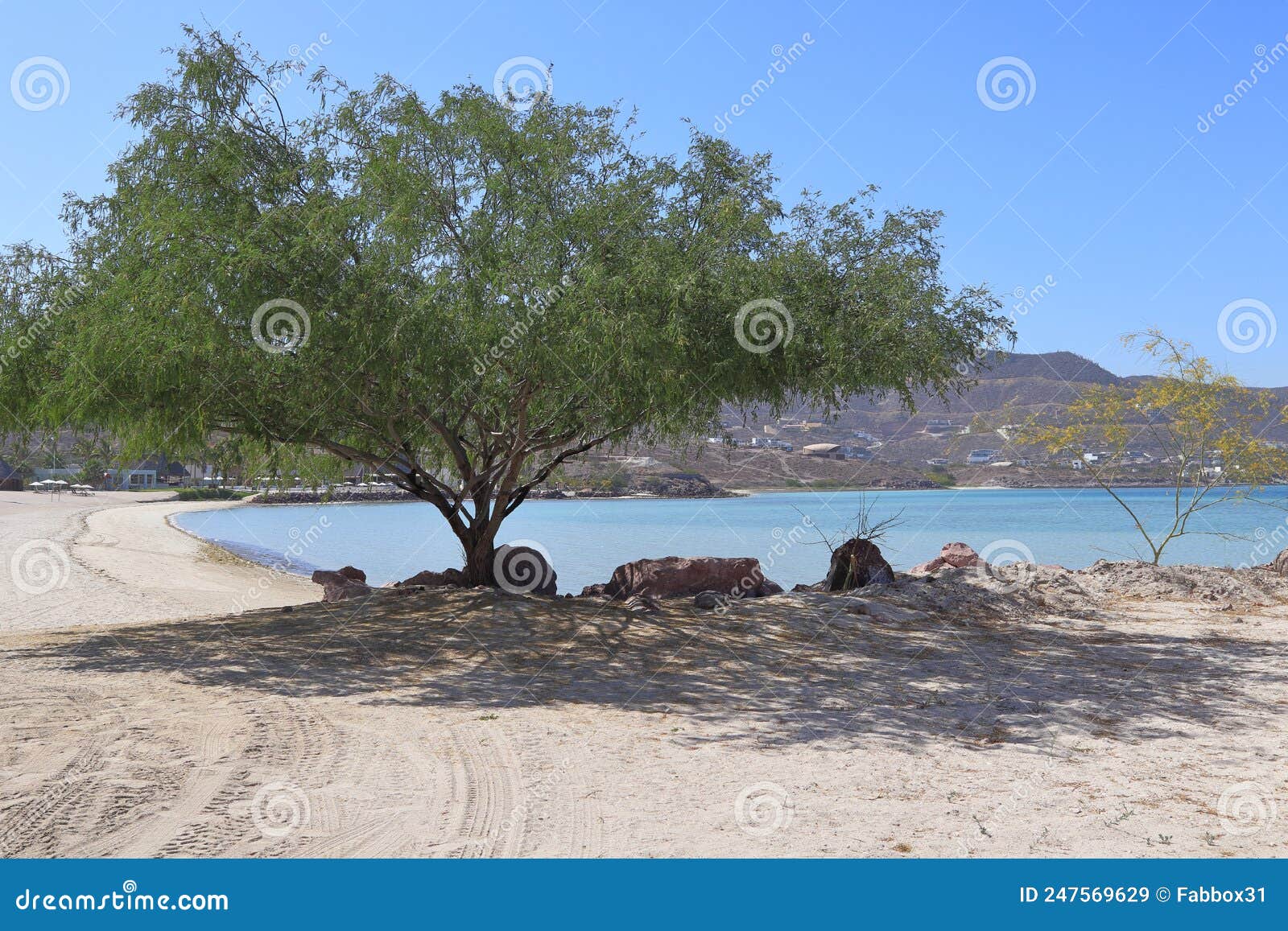 A Tree Giving Shade on the Beach and at the Edge of the Ocean. Stock ...