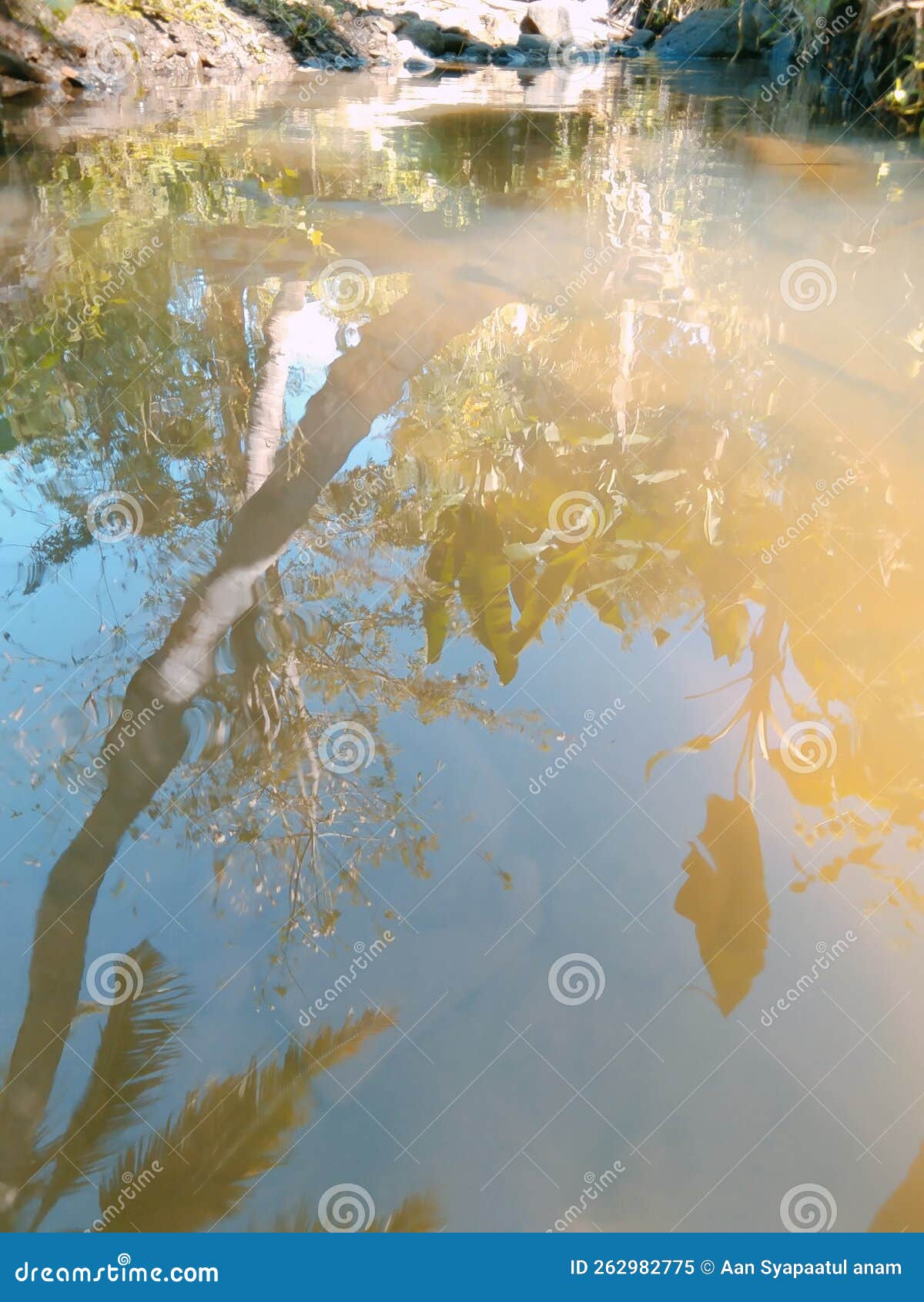Beautiful Tree and Grass Shadows from the Reflection of the Water ...