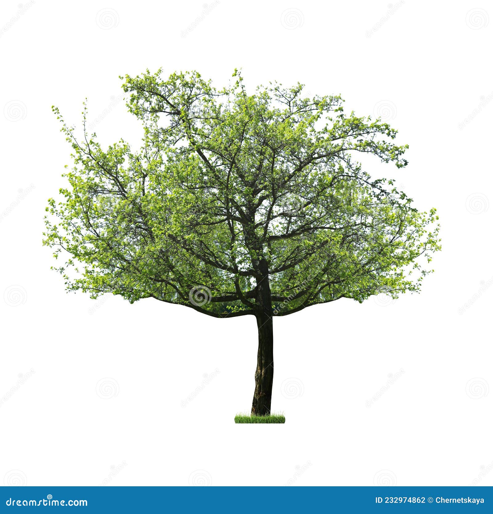 Beautiful Tree with Green Leaves Isolated on White Stock Photo - Image ...