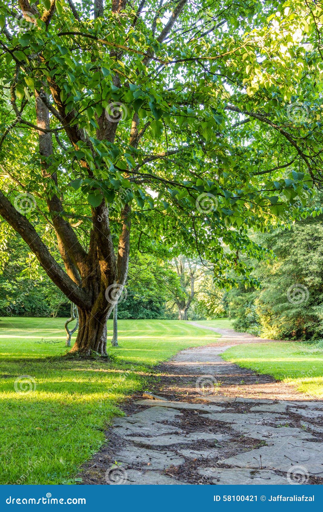 Beautiful Tree in Green Park with Pathway Horizontal Stock Image ...