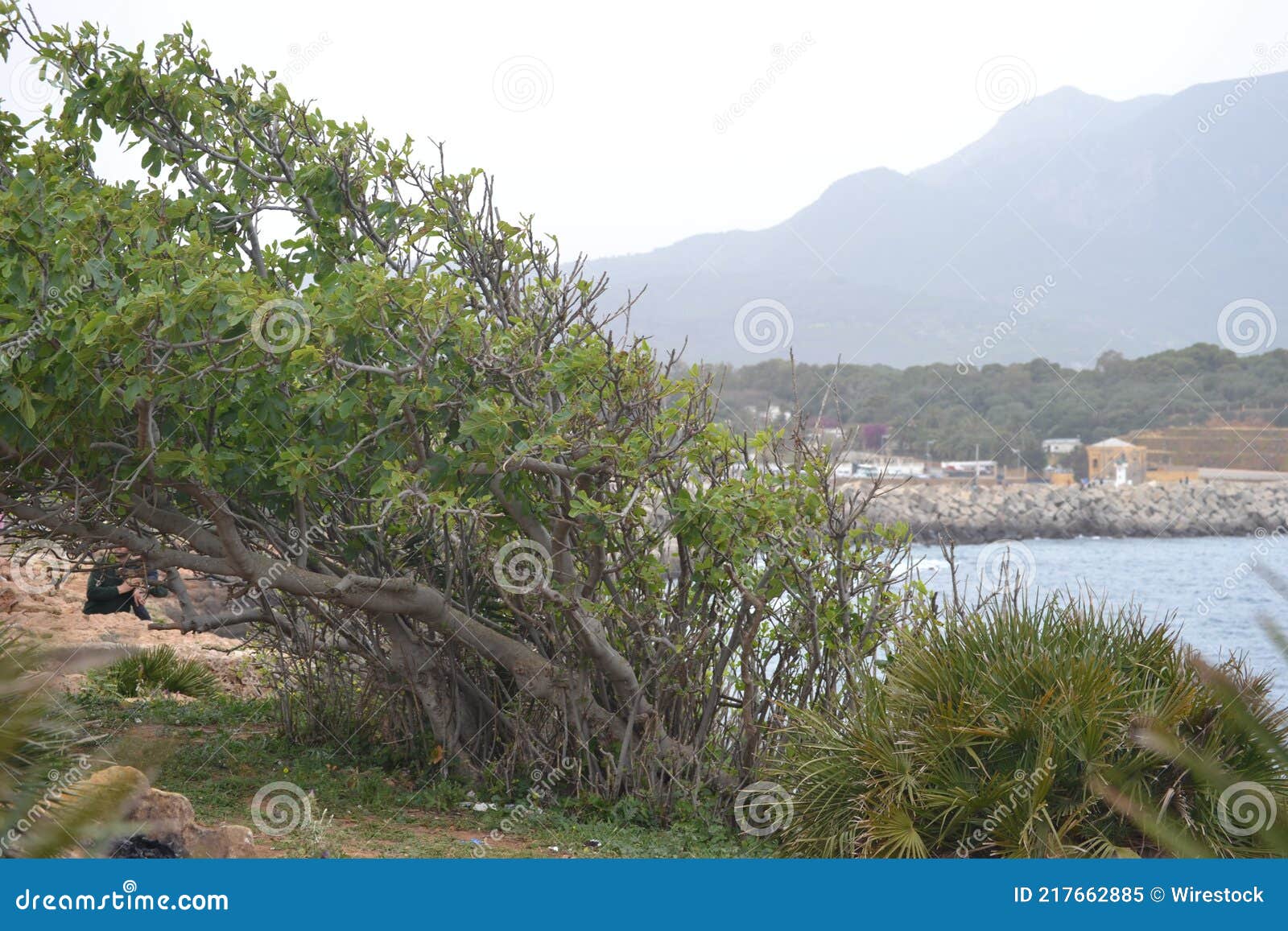 Beautiful Tree Growing on the Shore of the Ocean Stock Image - Image of ...
