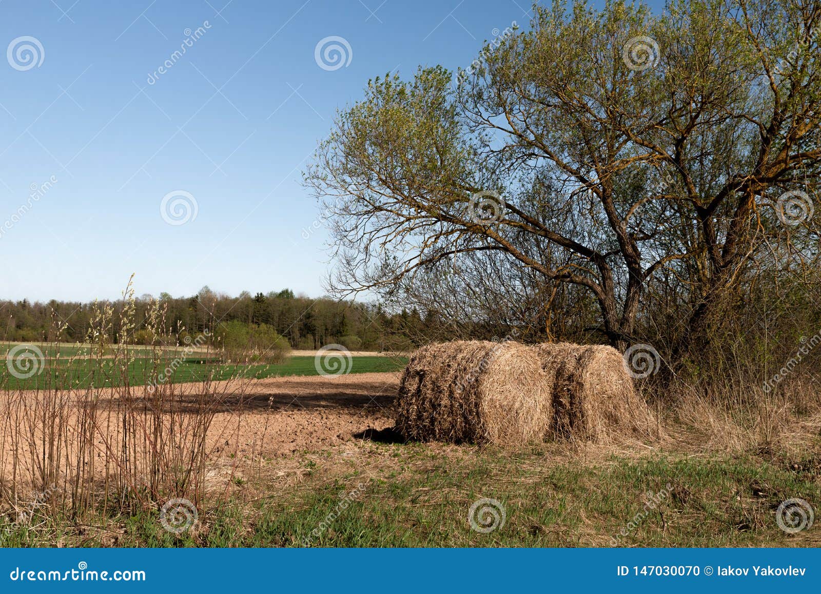 Beautiful Tree and Hay on the Sunset Stock Photo - Image of canopies ...