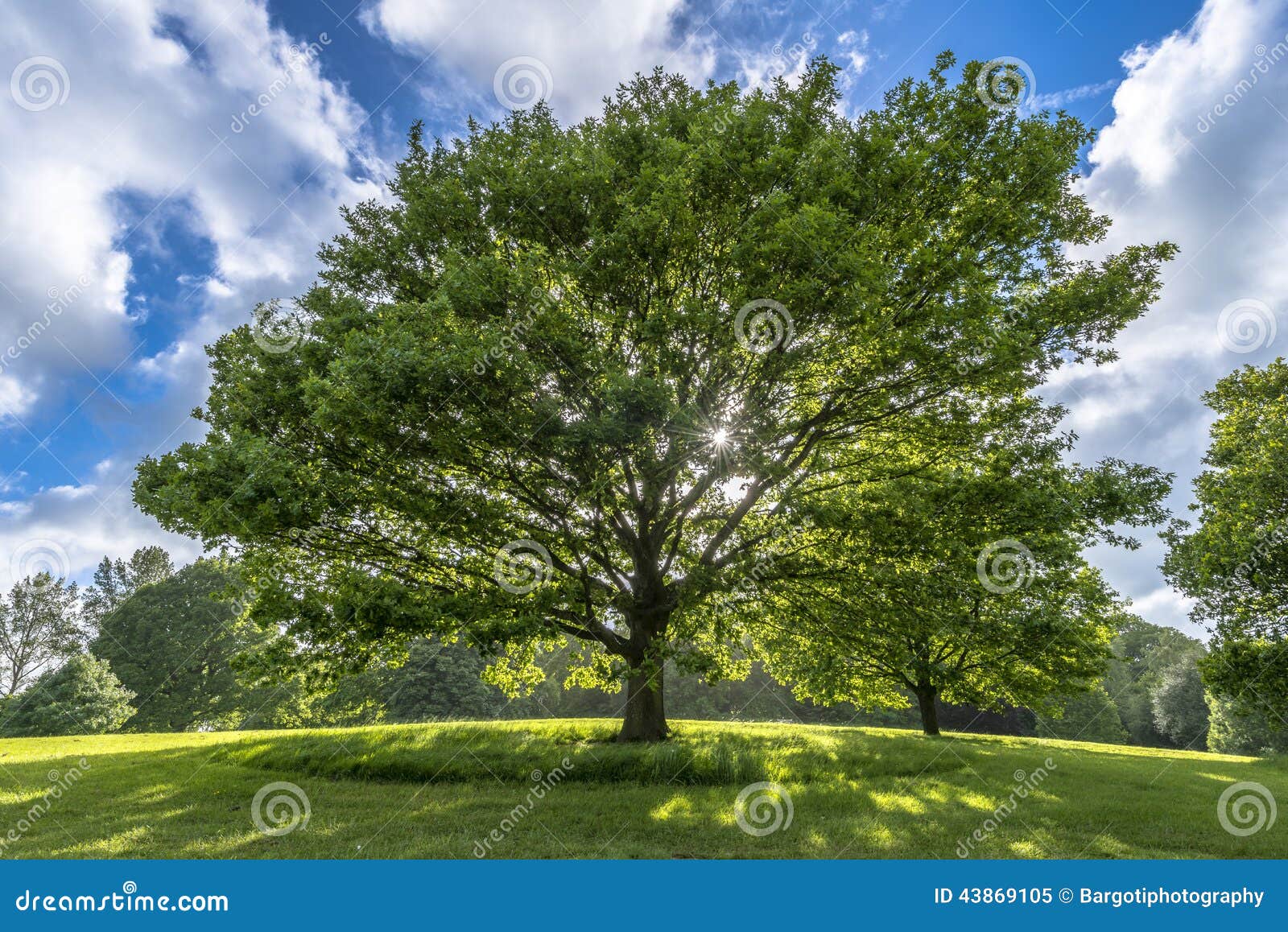 37,799 Beautiful Nature New Life Tree Stock Photos - Free & Royalty ...