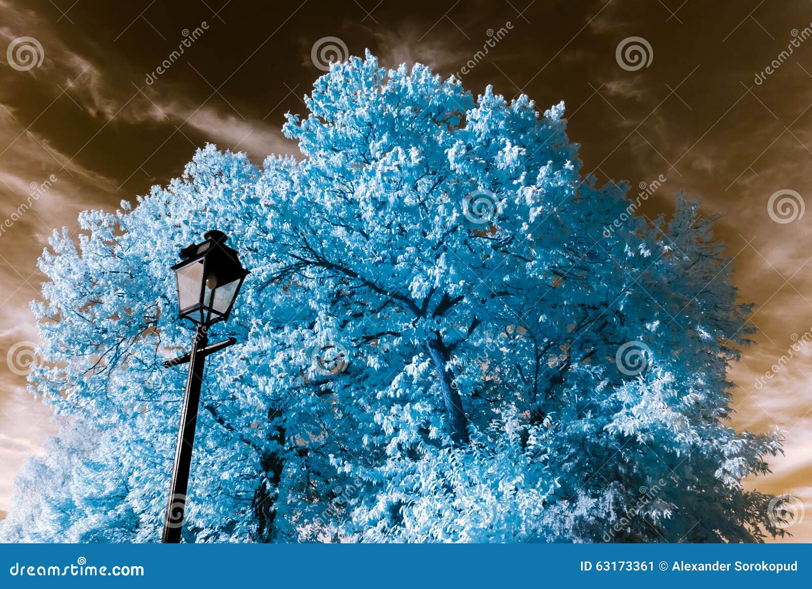 Beautiful Tree in Infrared View, Nonreal Colors, Sunny Day Stock Image ...
