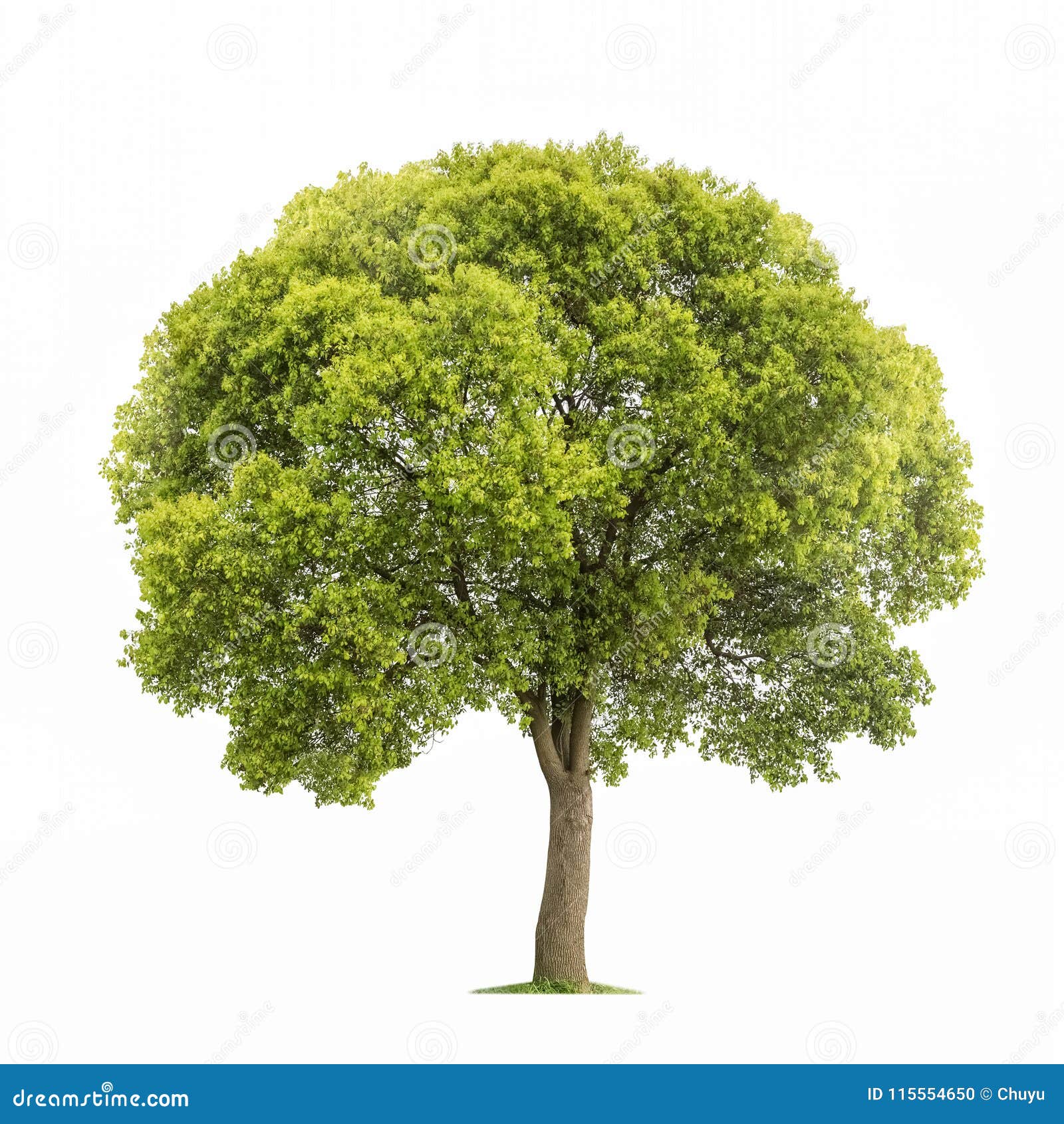Green Camphor Tree Royalty-Free Stock Image | CartoonDealer.com #49486846