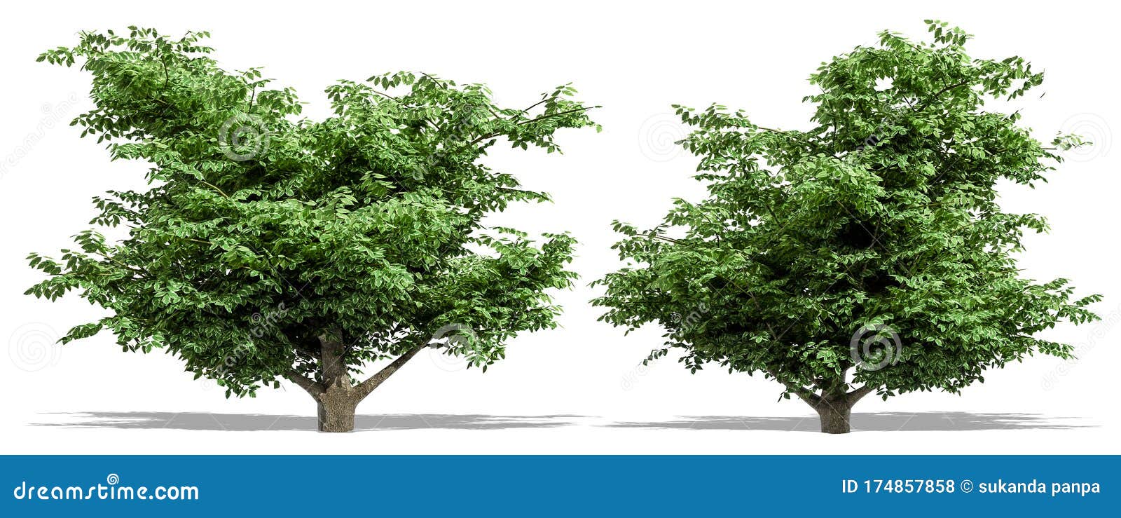 Beautiful Tree Isolated and Cutting on a White Background with Clipping ...