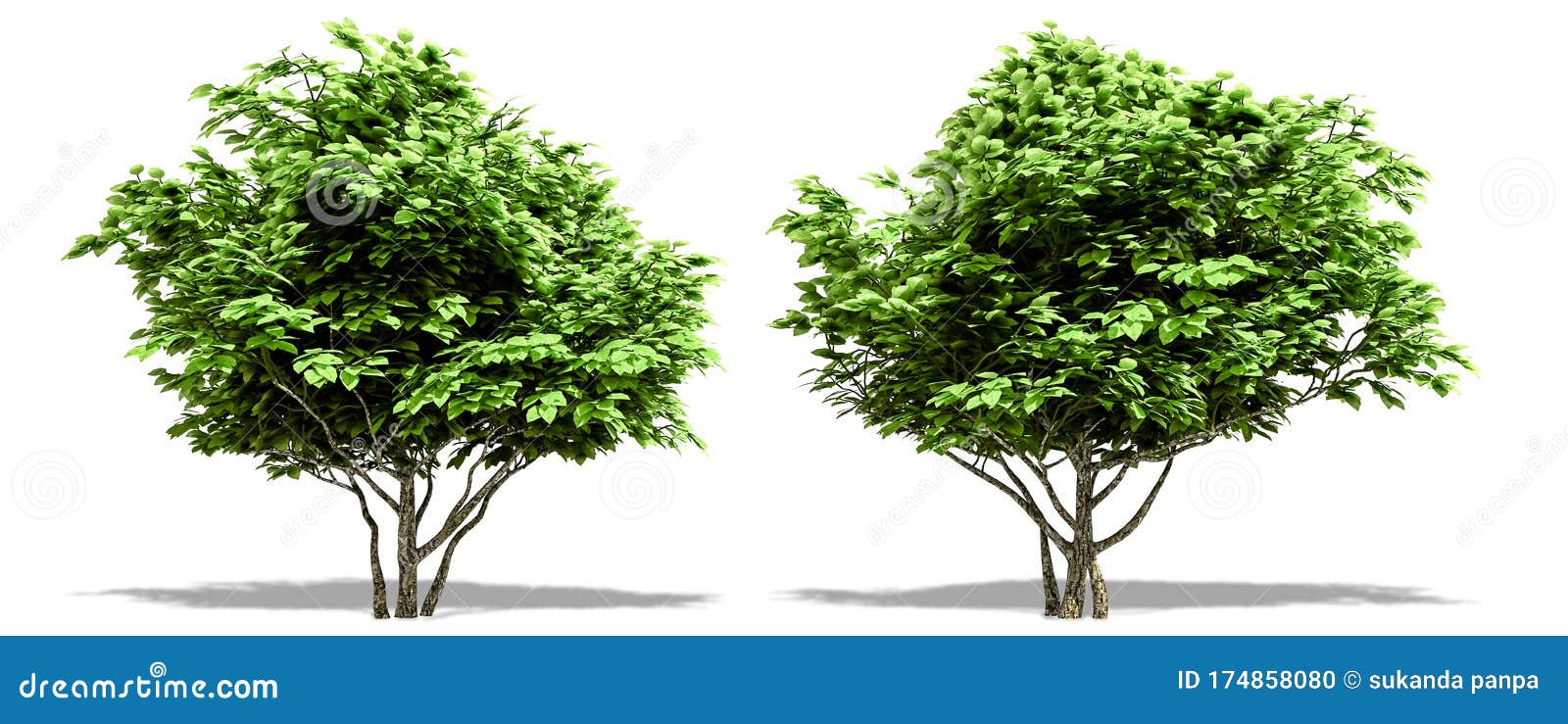 Beautiful Tree Isolated and Cutting on a White Background with Clipping ...