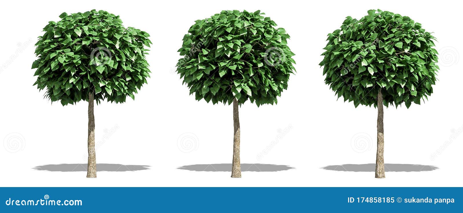 Beautiful Tree Isolated and Cutting on a White Background with Clipping ...