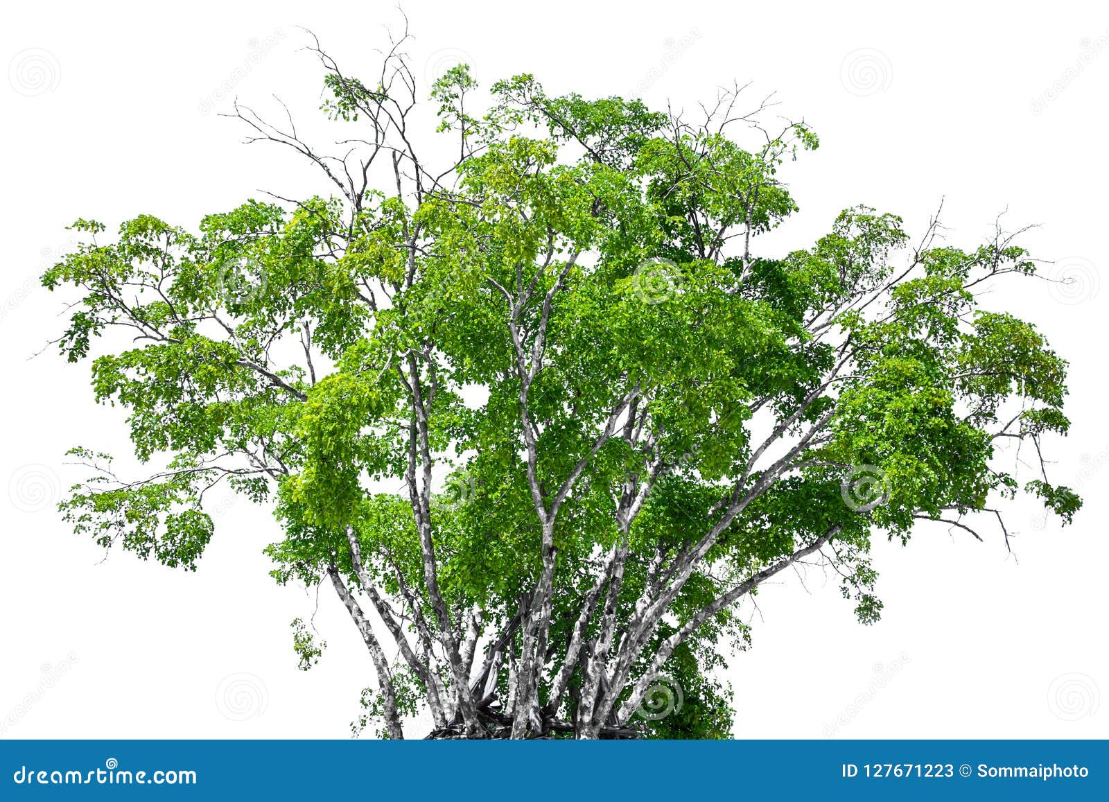Beautiful Tree Isolated on White Stock Image - Image of garden, growth ...